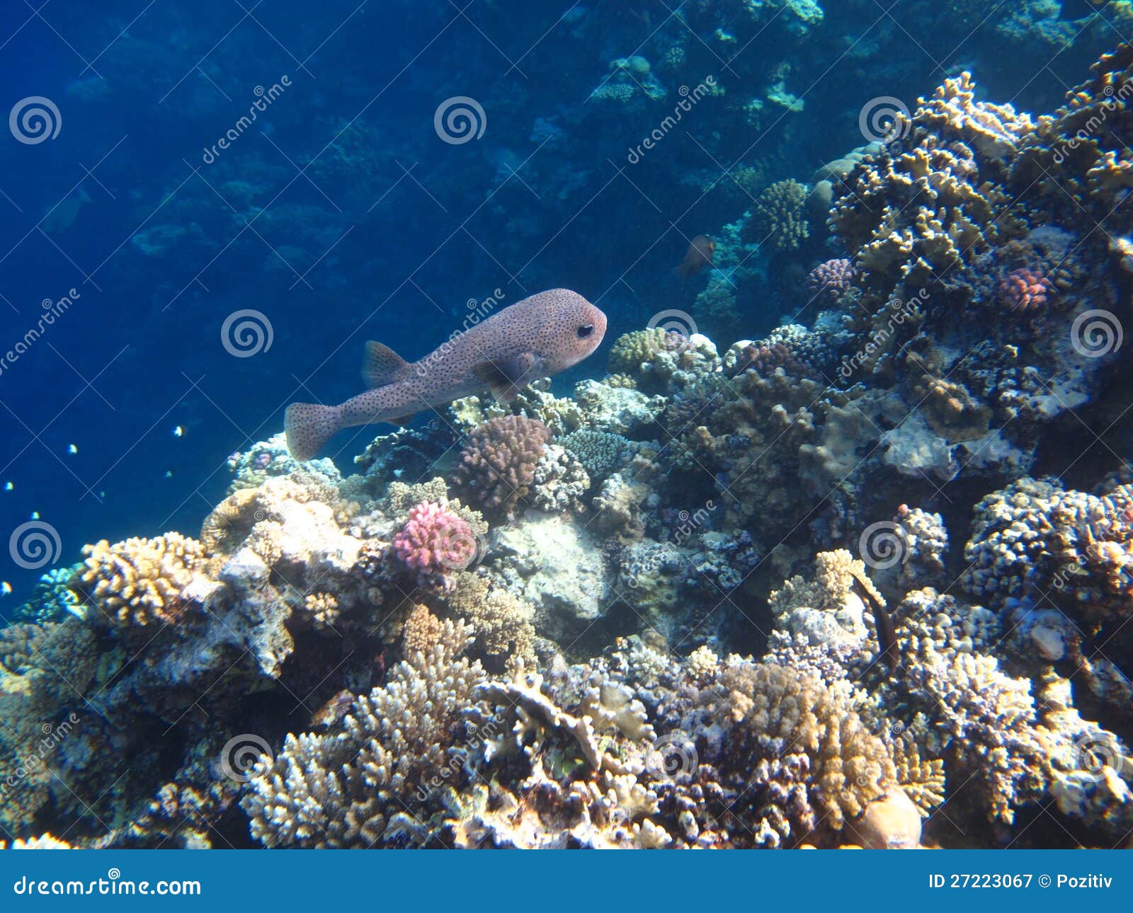 The Spotty Fish stock image. Image of water, coral, eyes - 27223067