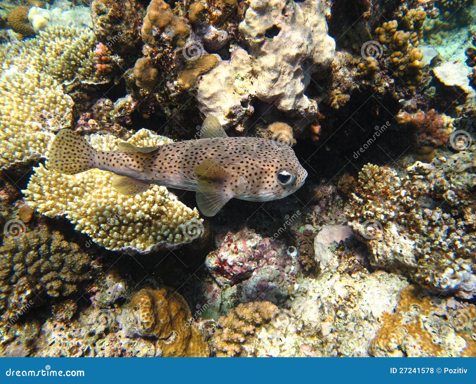 The Spotty Fish stock photo. Image of fish, water, movement - 27241578