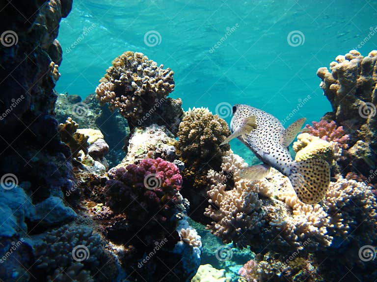 The Spotty Fish stock photo. Image of coral, fish, spotty - 27370778