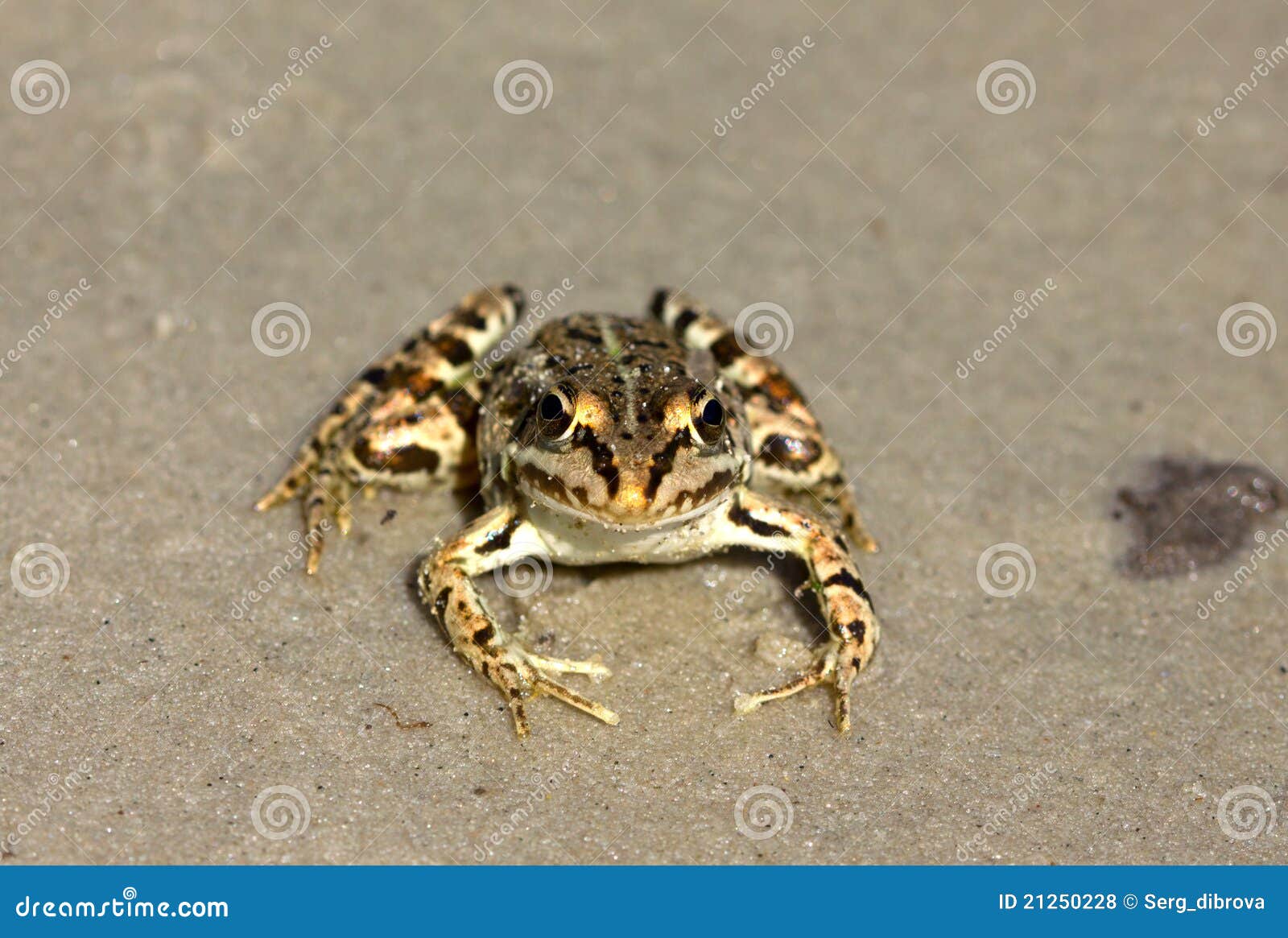 Spotty frog stock photo. Image of environmental, environment - 21250228