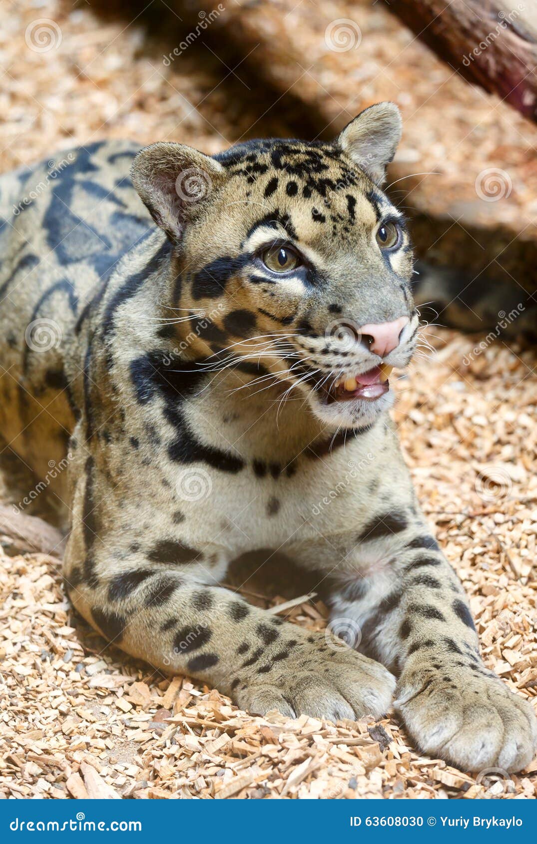 Spotty leopard closeup. stock photo. Image of leopard - 63608030