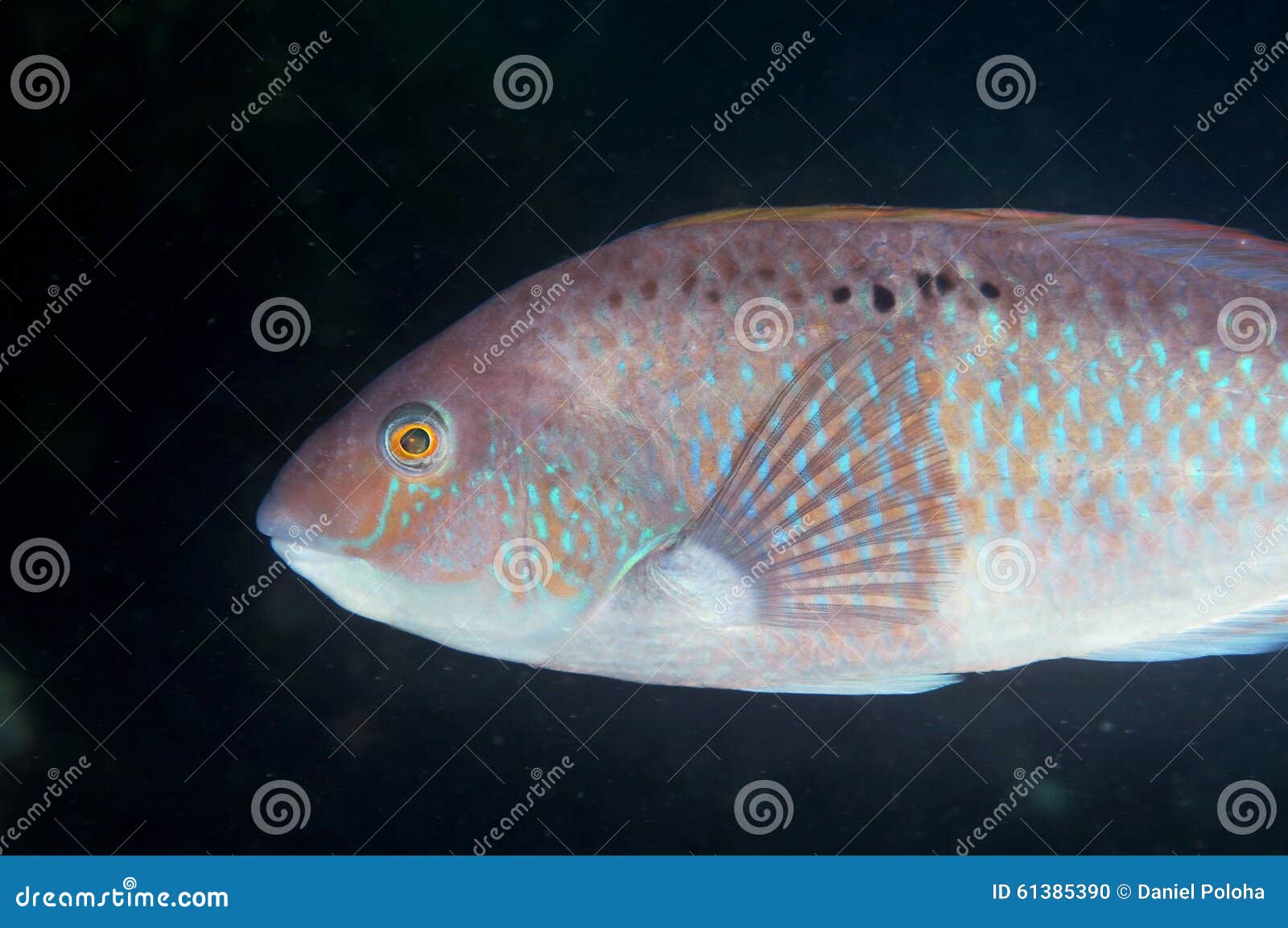 Spotty stock photo. Image of freediving, coast, fish - 61385390