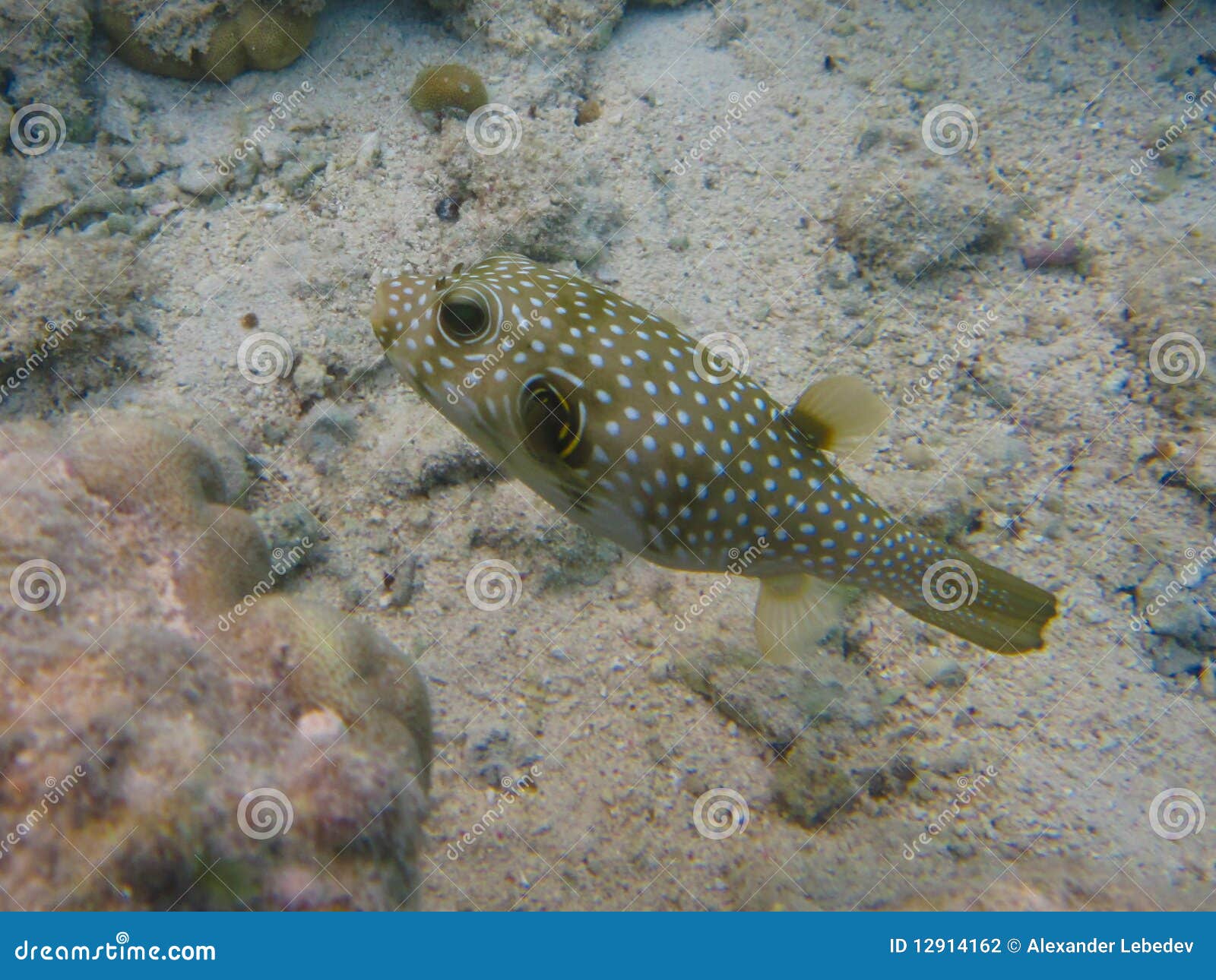 Spotty tropical fish stock photo. Image of reef, water - 12914162
