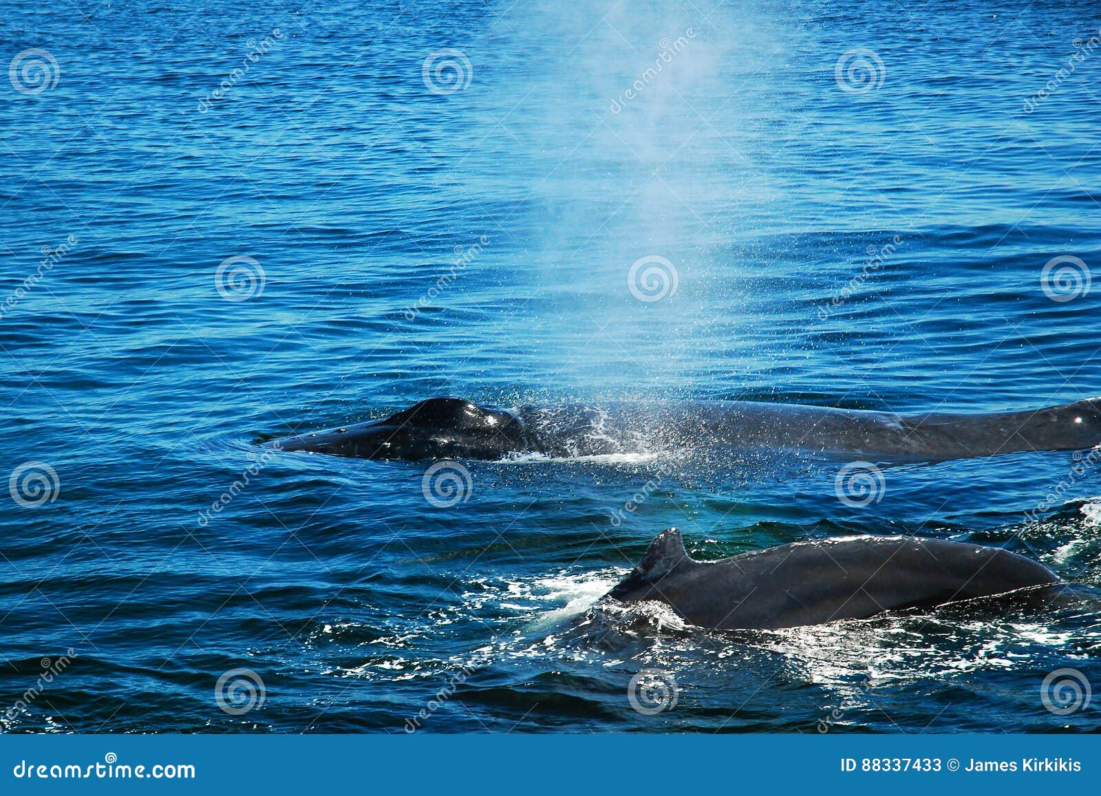 Spouting Whales stock image. Image of exciting, breathe - 88337433