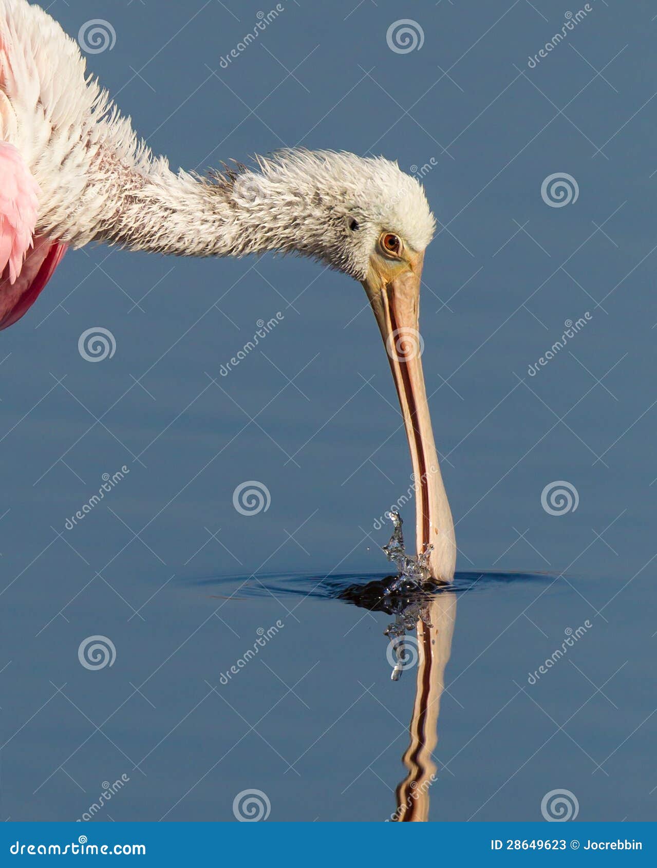 Spponshaped Beak of the Roseate Spoonbill Stock Image - Image of nature ...