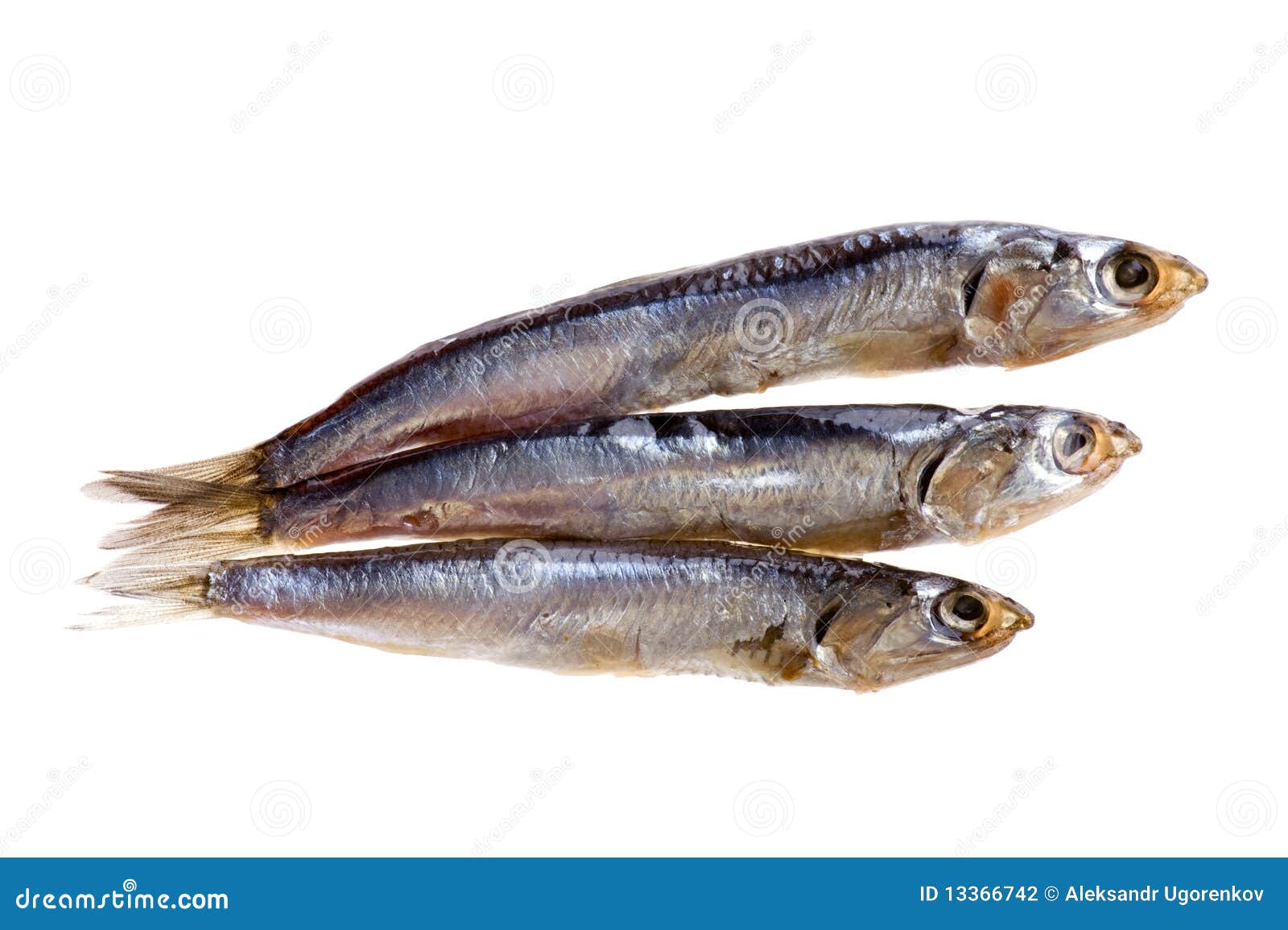 Sprat stock photo. Image of white, isolated, salad, culinary - 13366742