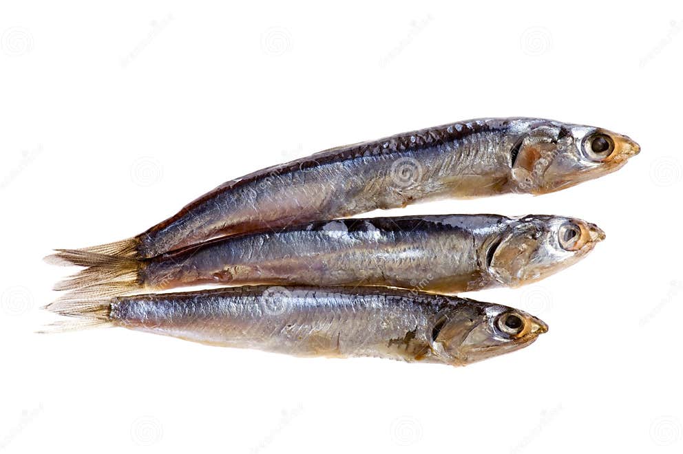 Sprat stock photo. Image of white, isolated, salad, culinary - 13366742