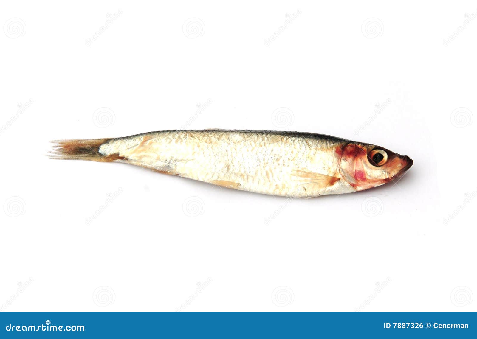Sprat Picture. Image: 7887326
