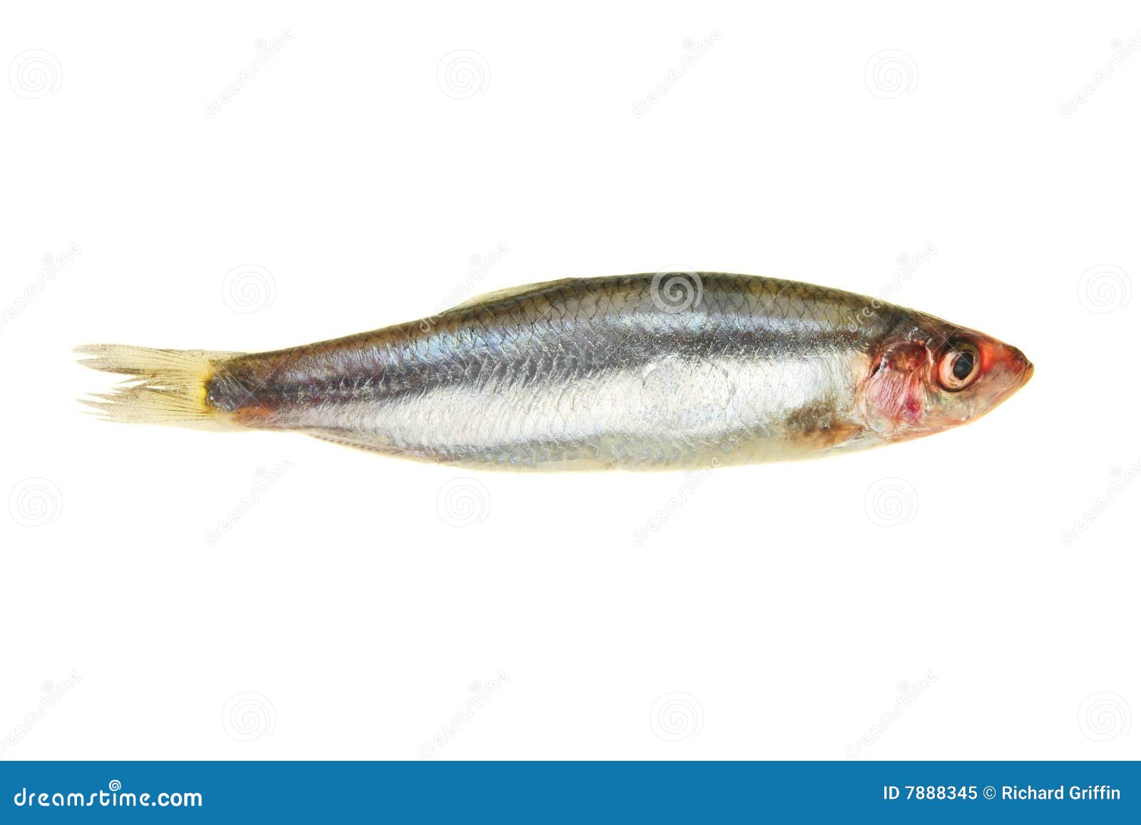 Sprat stock image. Image of food, fish, protein, small - 7888345