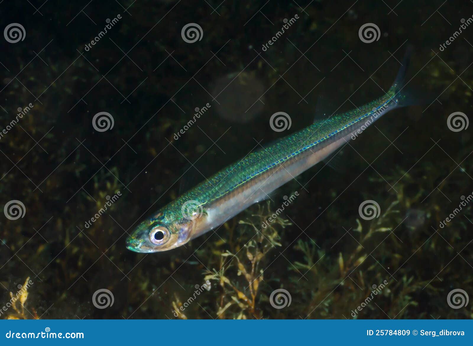 Sprat Fish stock image. Image of underwater, sealife - 25784809
