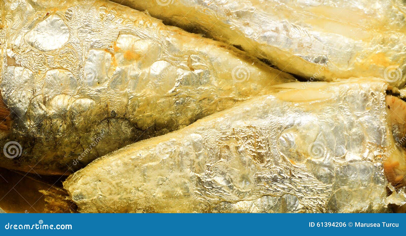 Sprat fish canned stock photo. Image of metal, baltic - 61394206