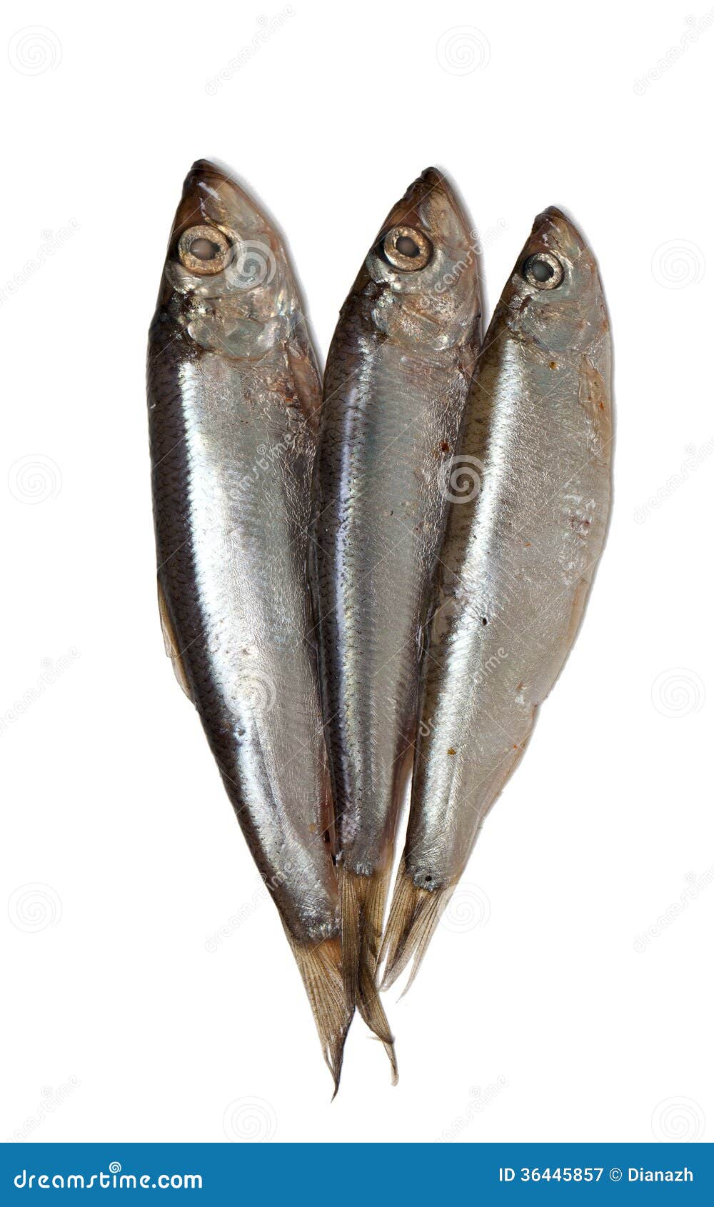 Sprat fish stock image. Image of freshness, fishing, live - 36445857
