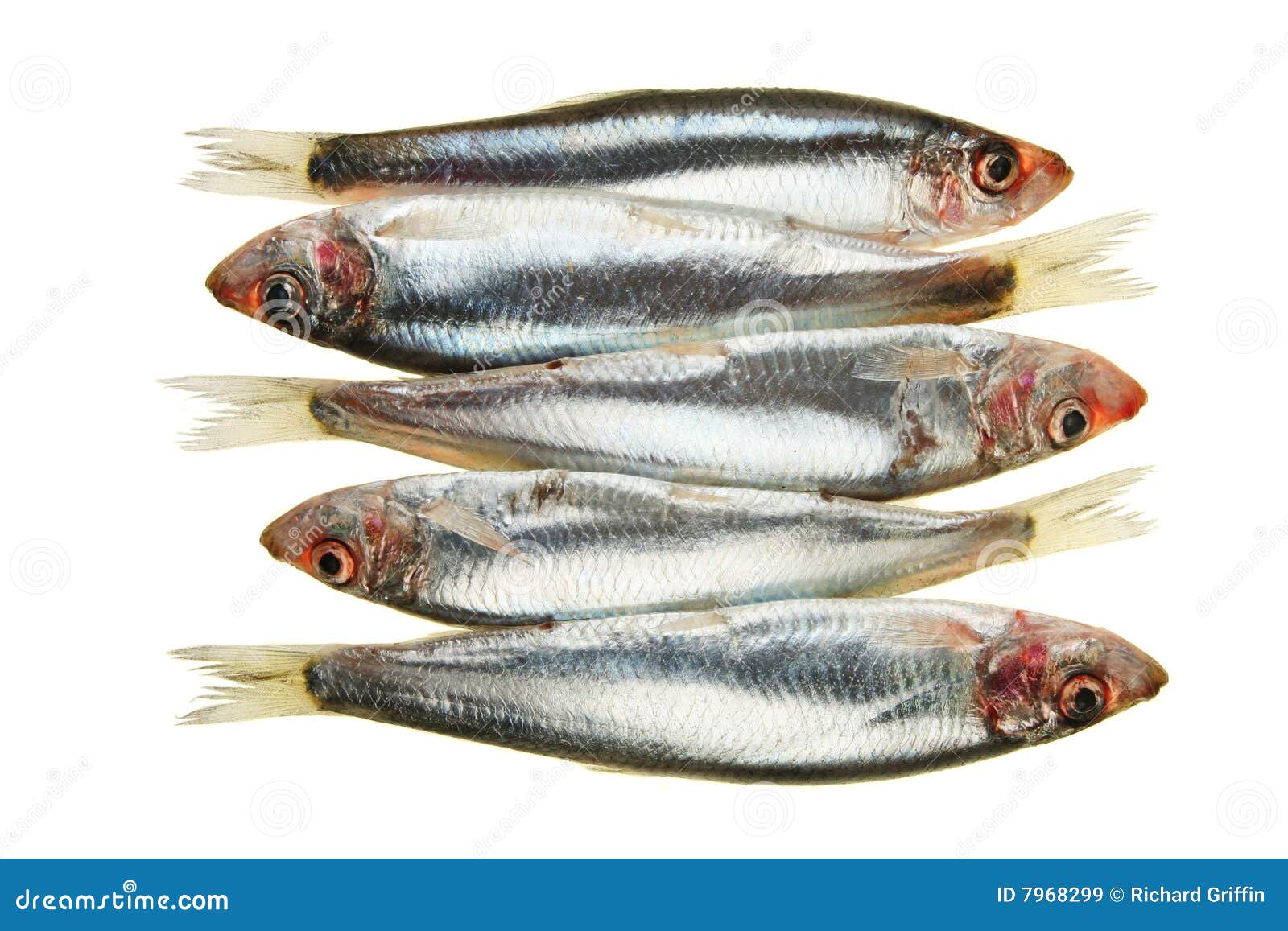 SPRAT Royalty-Free Stock Photography | CartoonDealer.com #172733681
