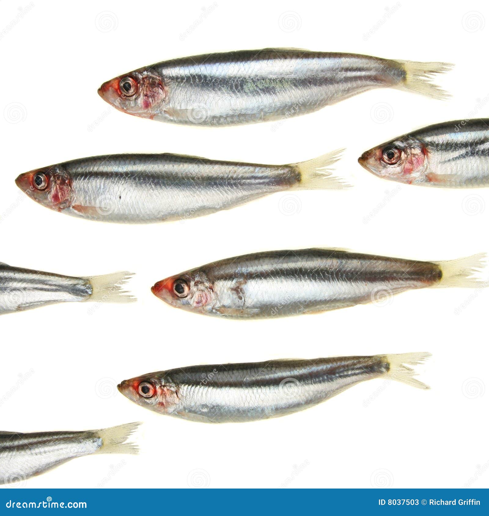 Sprat Group stock image. Image of fish, tail, sprat, skin - 8037503