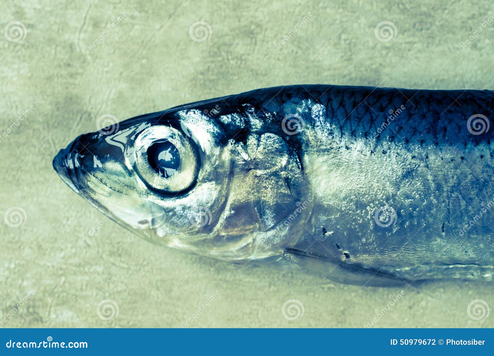 Sprat stock photo. Image of white, brisling, fish, sprats - 50979672