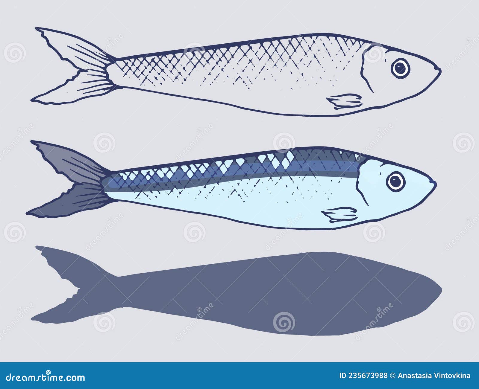 Vector Sprat. Sketch-style Small Sea Sardine Isolated Black Outline ...
