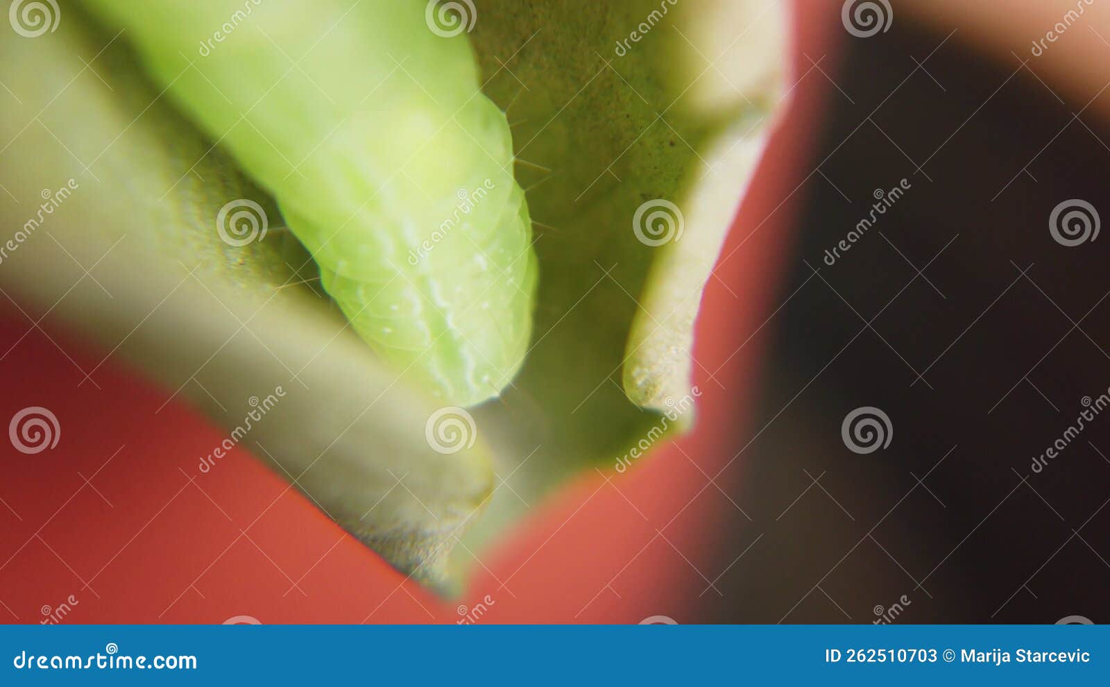 Sprawler Moth Caterpillar, Asteroscopus Sphinx , Making a Coccoon of ...