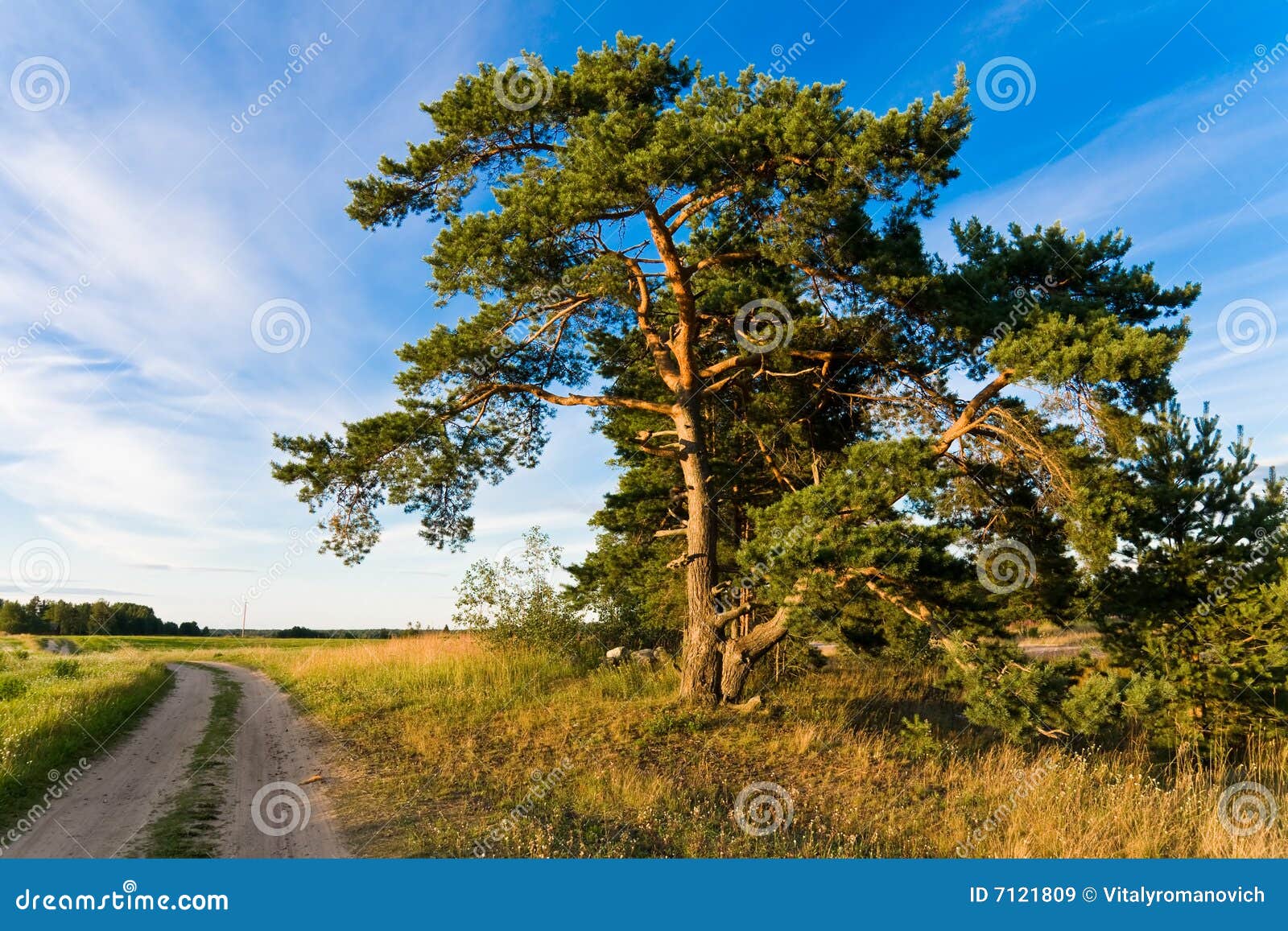 Sprawling pine stock image. Image of landscape, beauty - 7121809