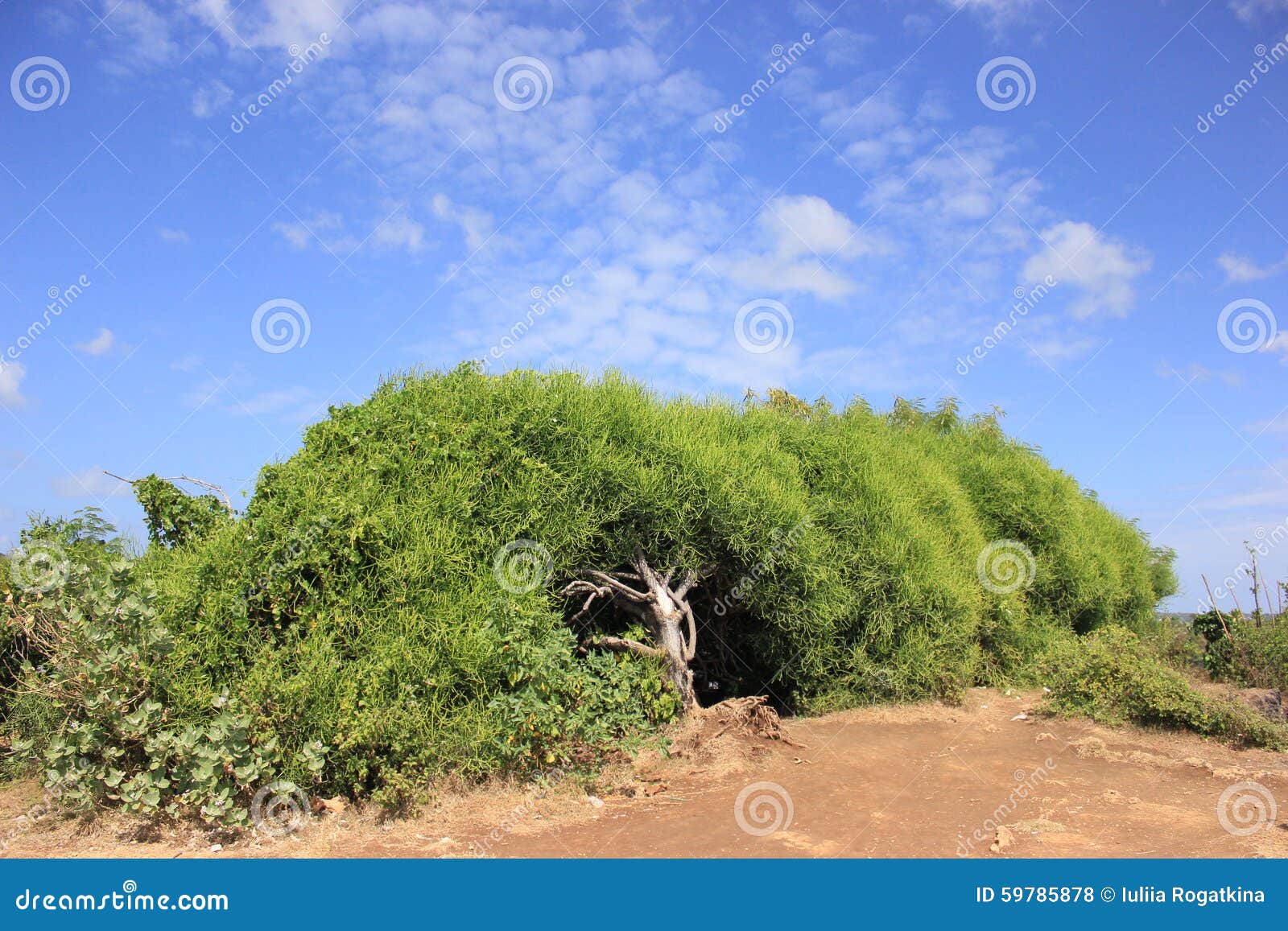 Sprawling shrub stock photo. Image of spring, leaves - 59785878