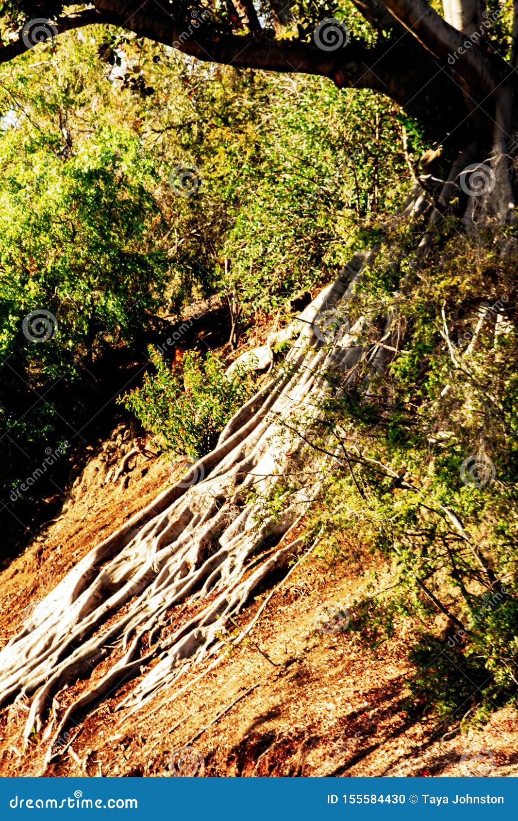 Sprawling Surface Roots of Large Tree on Hillside with Dirt and Bushes ...