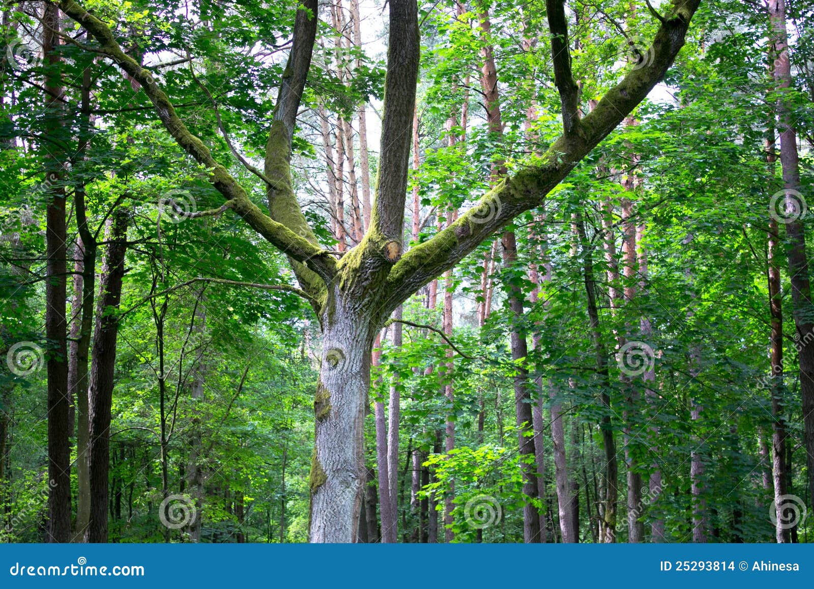 Sprawling tree stock photo. Image of moss, belarusian - 25293814