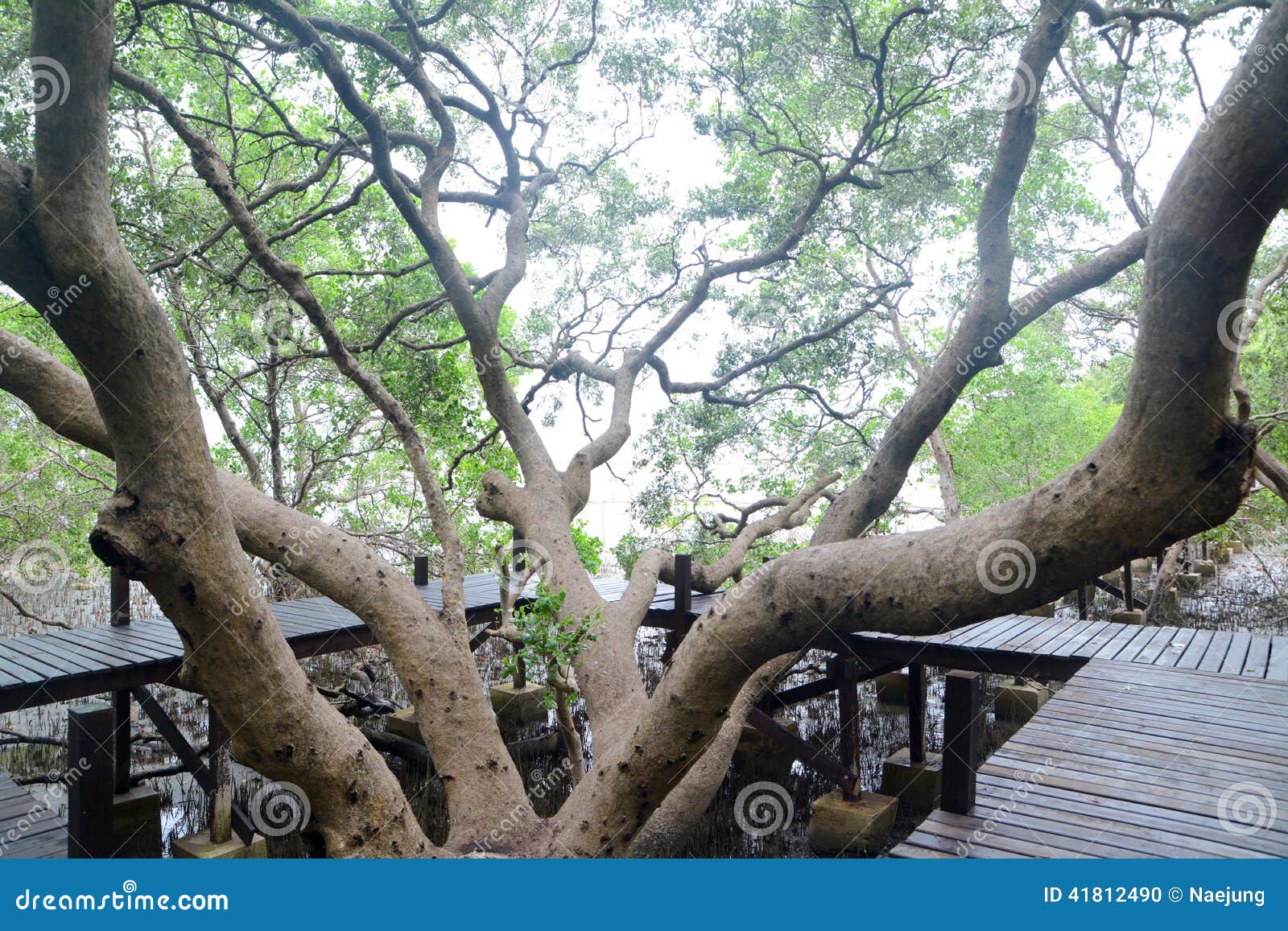 Sprawling tree stock photo. Image of architecture, population - 41812490