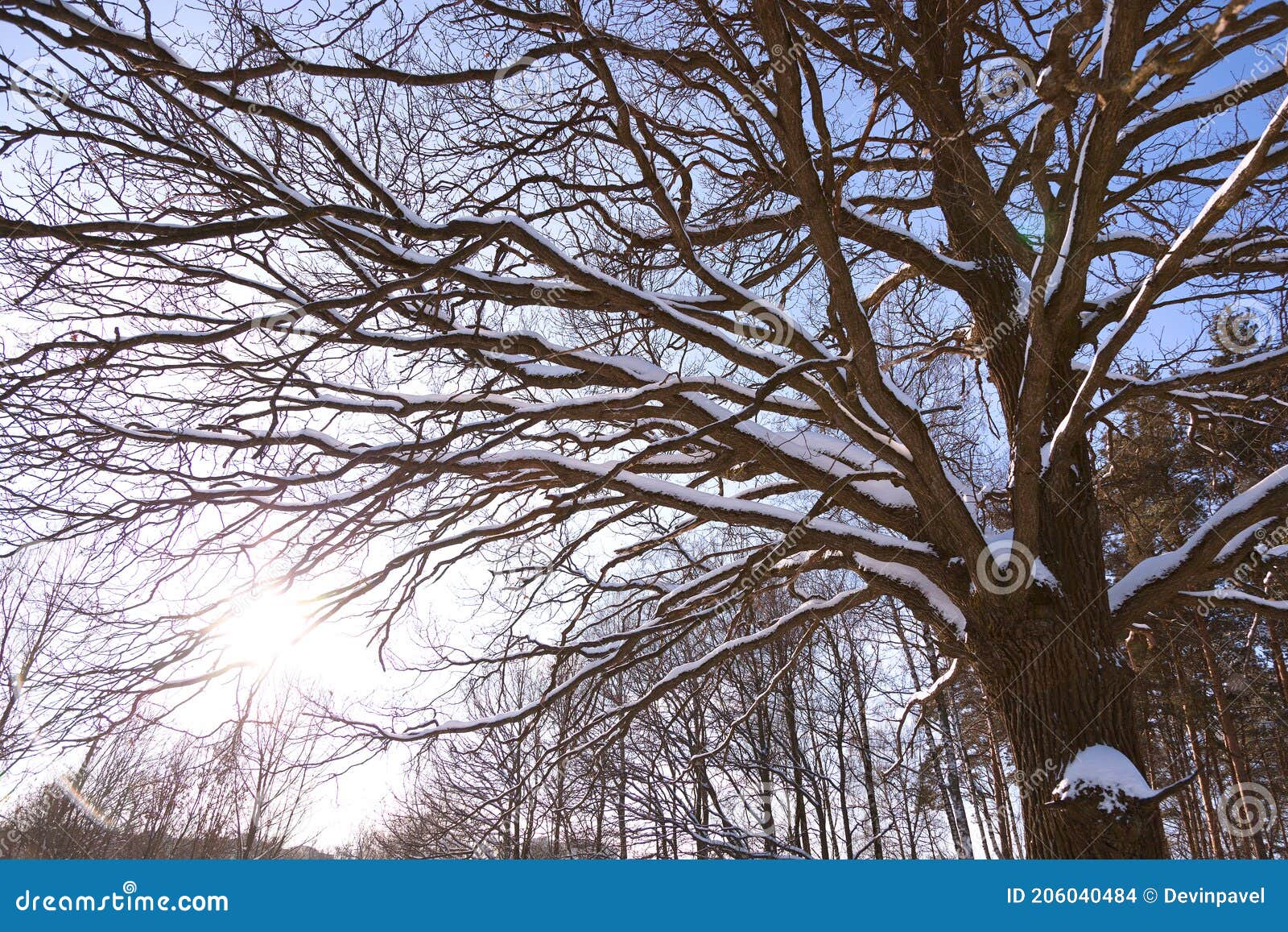 A Sprawling Tree Covered with Snow in Winter. a Large Oak Tree Stock ...