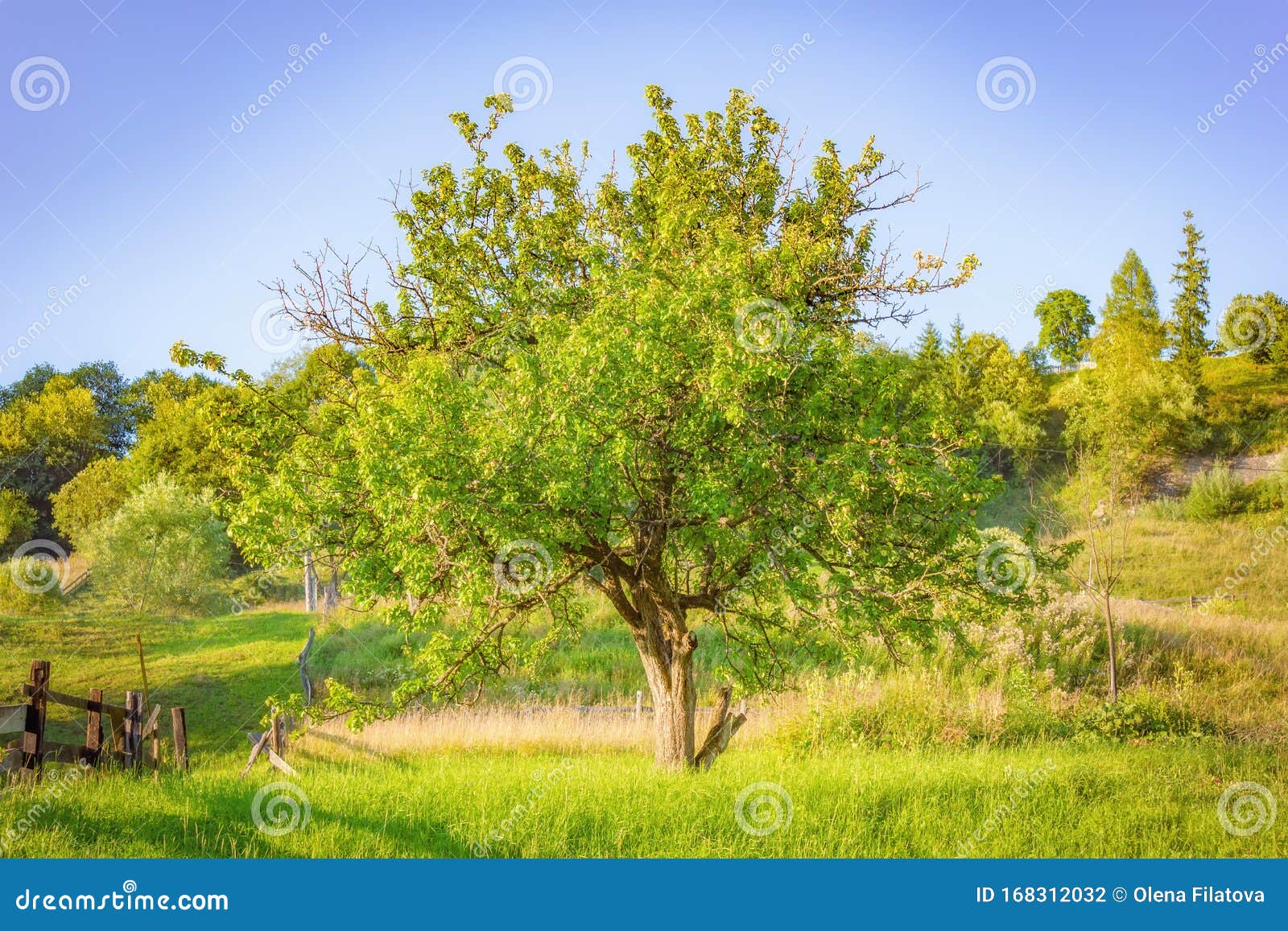 Sprawling tree stock photo. Image of landscape, beautiful - 168312032