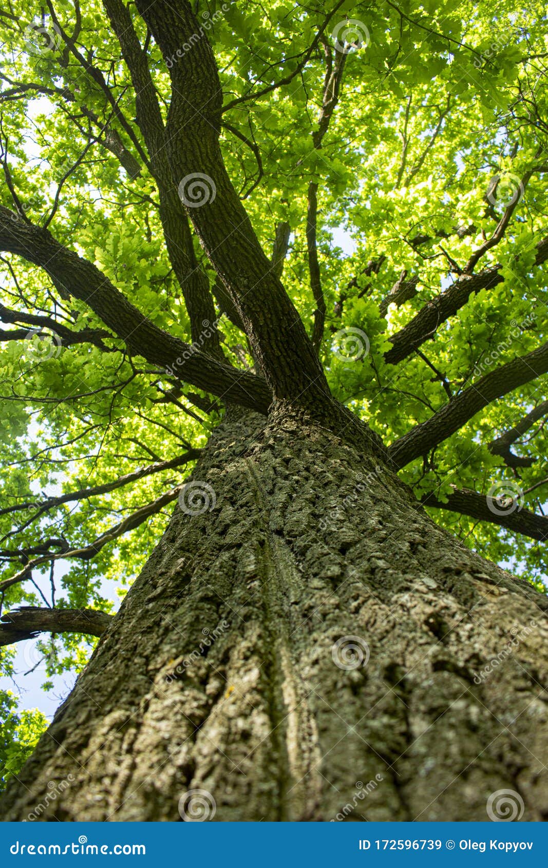 Sprawling Tree. Oak Branches. Stock Image - Image of view, branches ...