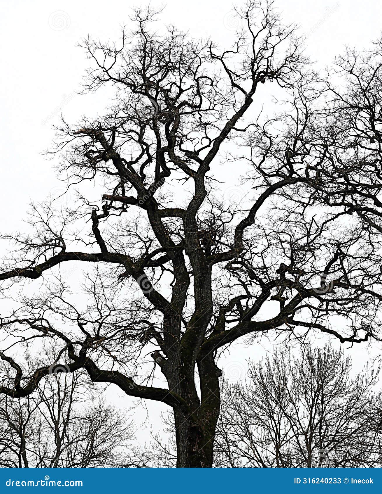 Sprawling Tree with Twisting Branches. Stock Image - Image of plant ...