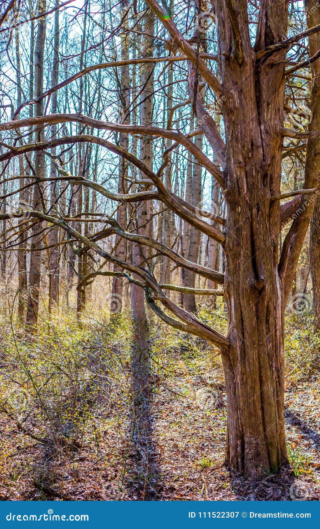 Wild Looking Tree with Winding Branches. Stock Image - Image of looking ...