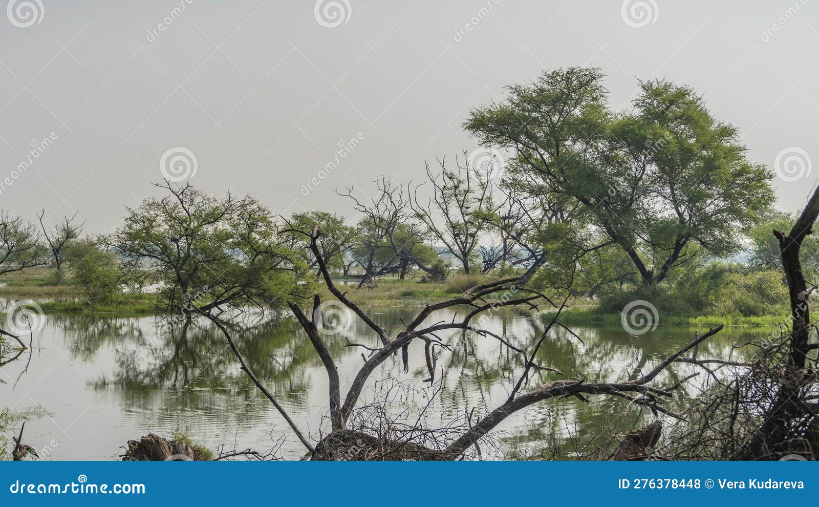 Sprawling Trees and Green Grass Grow on the Shore of a Calm Lake Stock ...