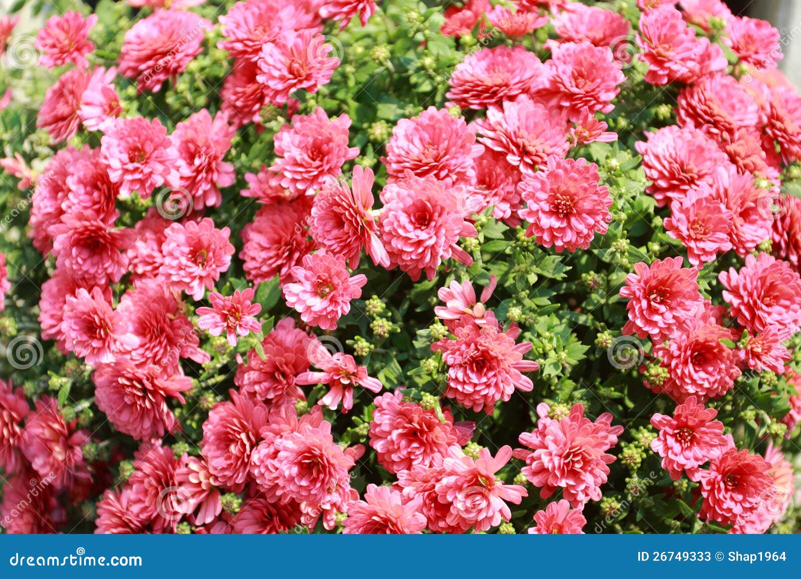 Spray Chrysanthemum stock image. Image of head, green - 26749333