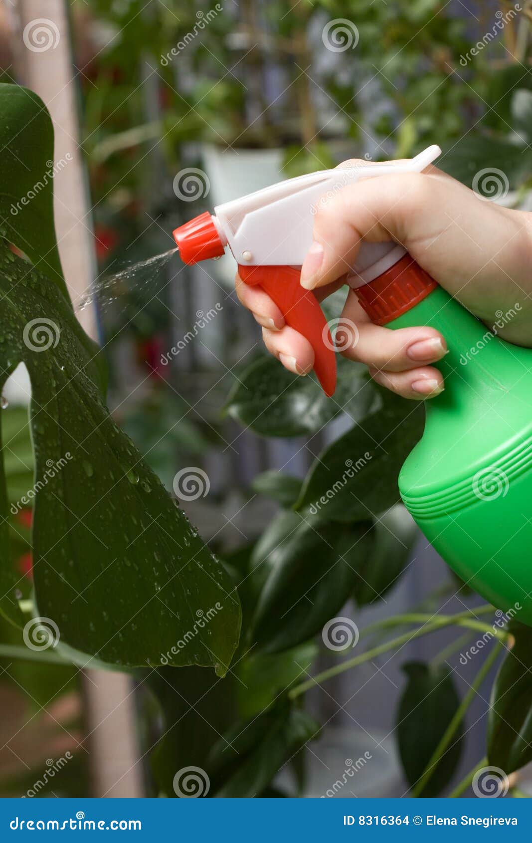 Spray Green Plants and To Care of Them Stock Photo - Image of pour ...