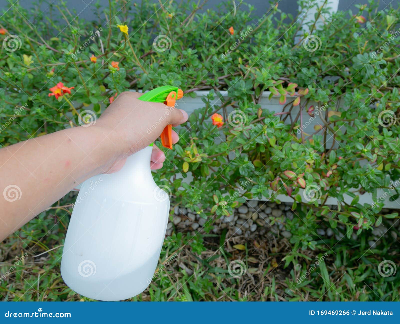 Spray Insecticides To Prevent Leafy Fungus Stock Photo - Image of crop ...