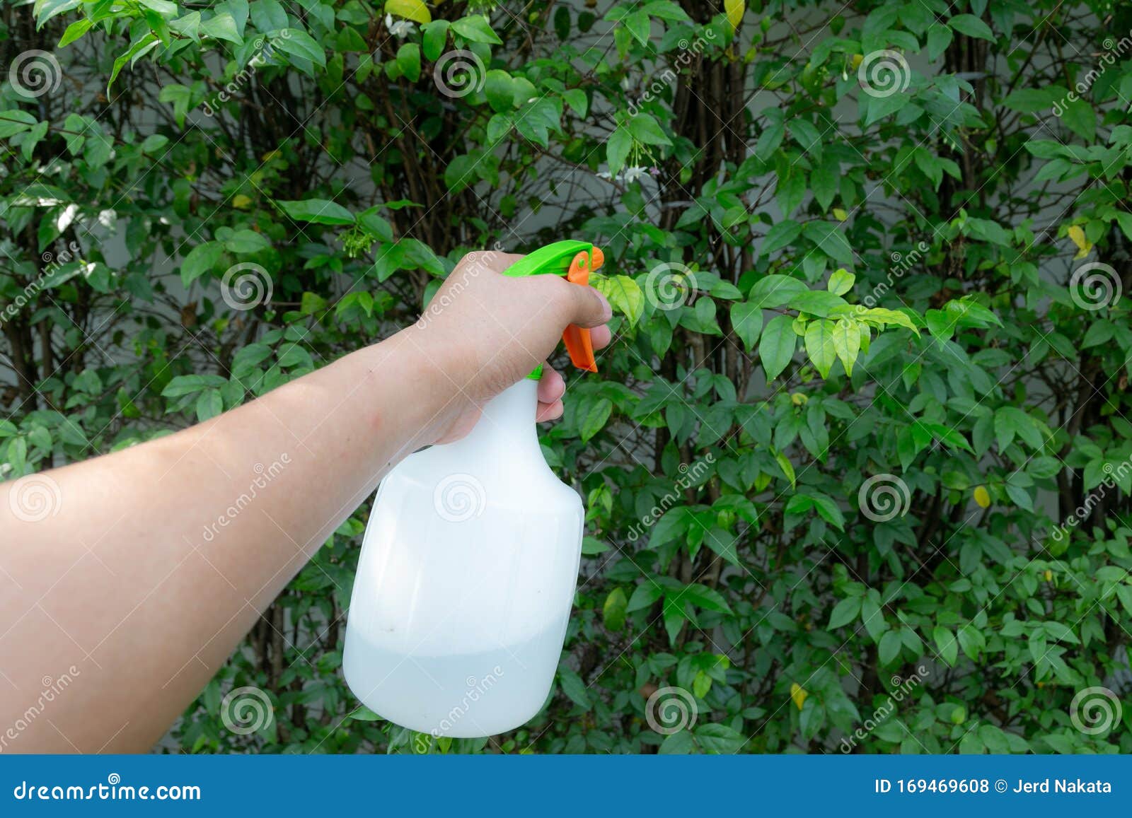 Spray Insecticides To Prevent Leafy Fungus Stock Photo - Image of ...