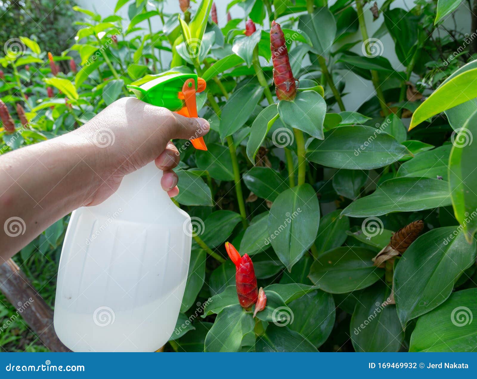 Spray Insecticides To Prevent Leafy Fungus Stock Photo - Image of ...