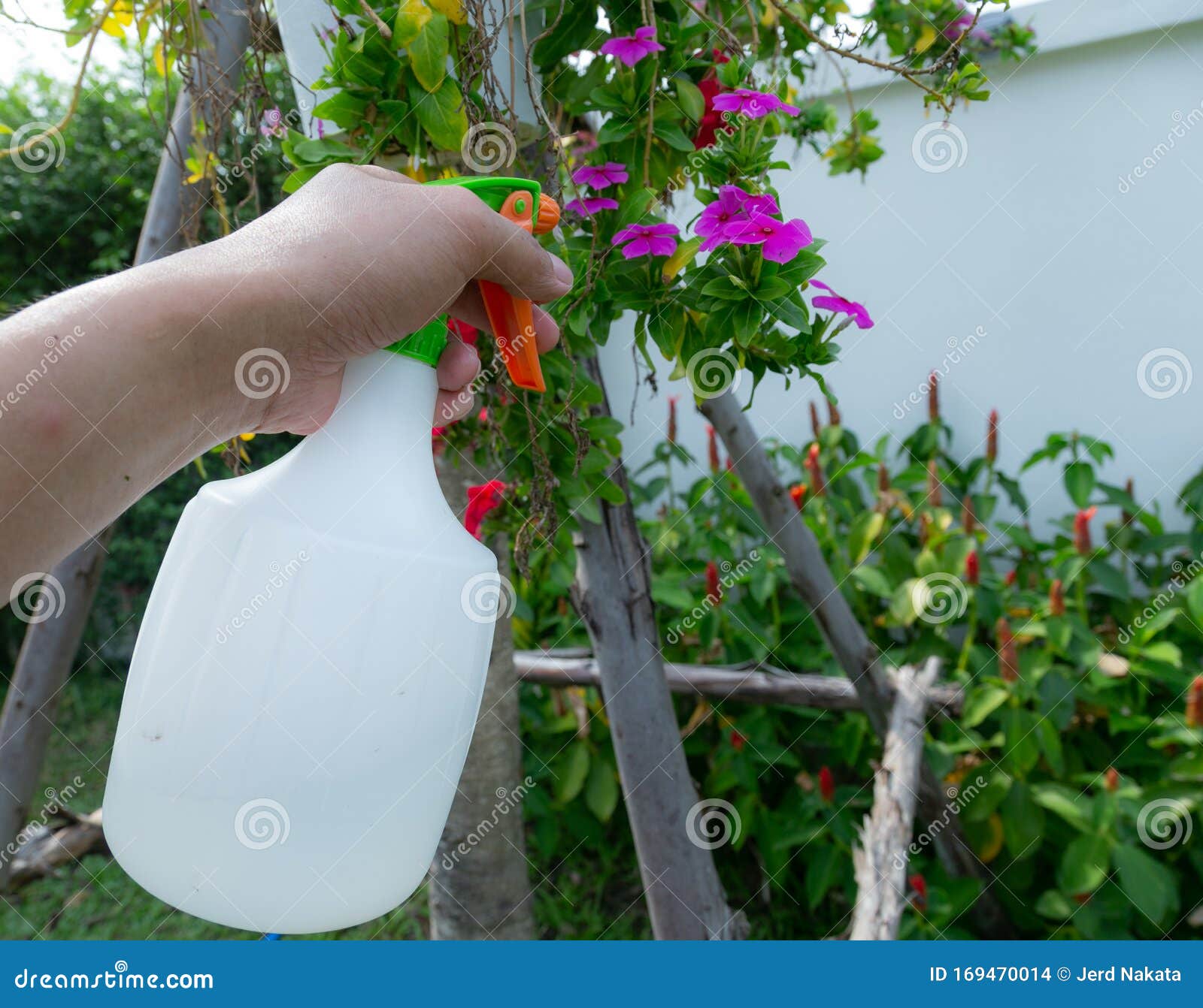 Spray Insecticides To Prevent Leafy Fungus Stock Photo - Image of ...