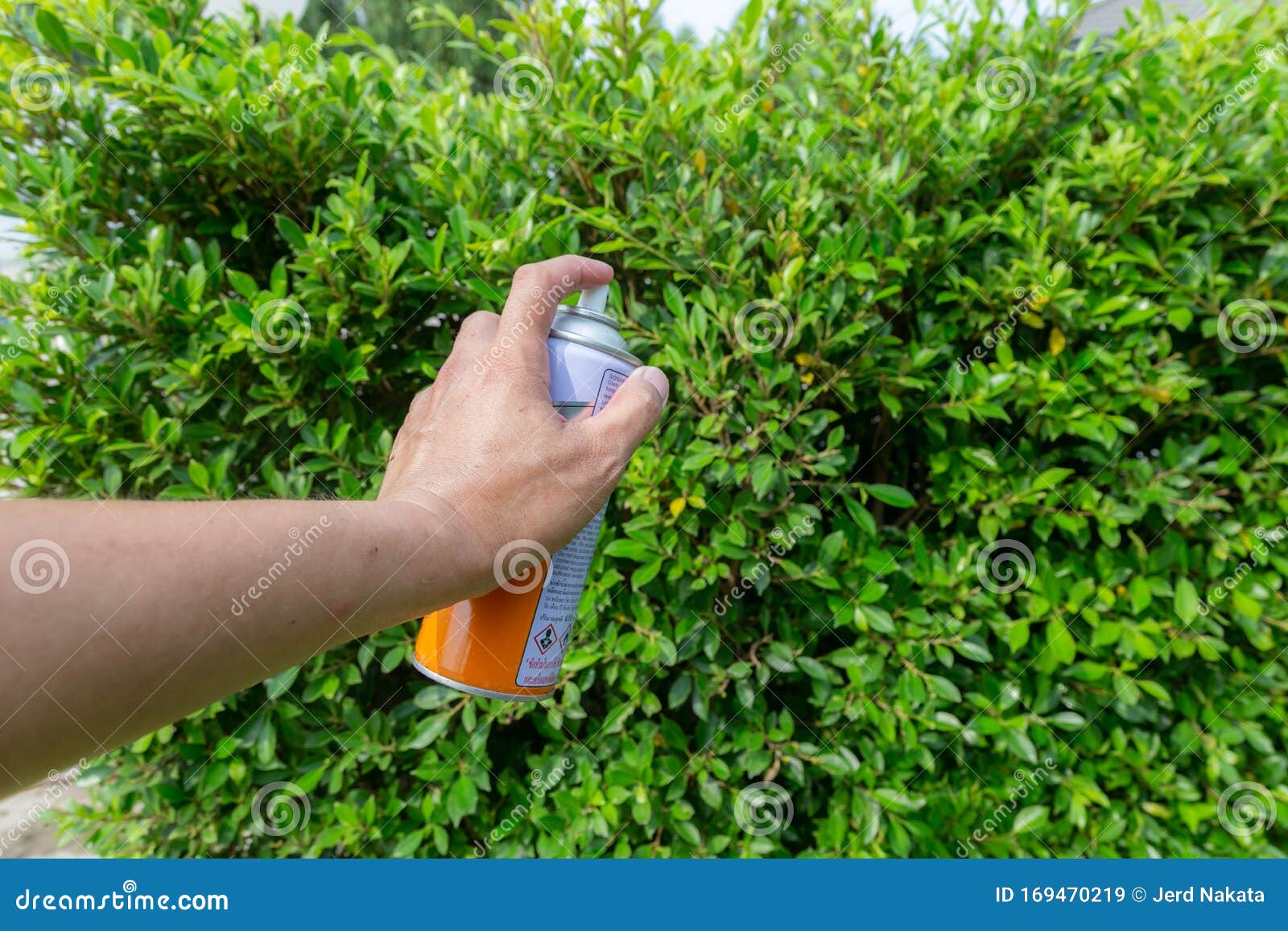 Spray Insecticides To Prevent Leafy Fungus Stock Image - Image of ...