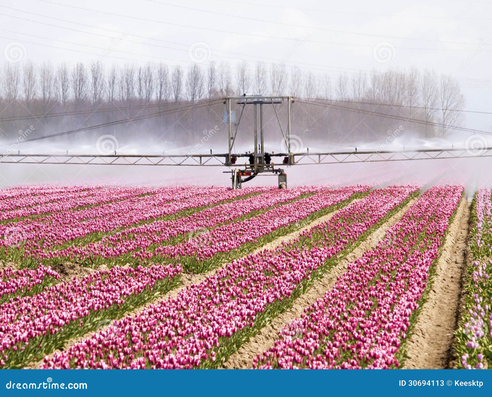 Spray Machine Over a Tulip Field Stock Image - Image of crop, metal ...