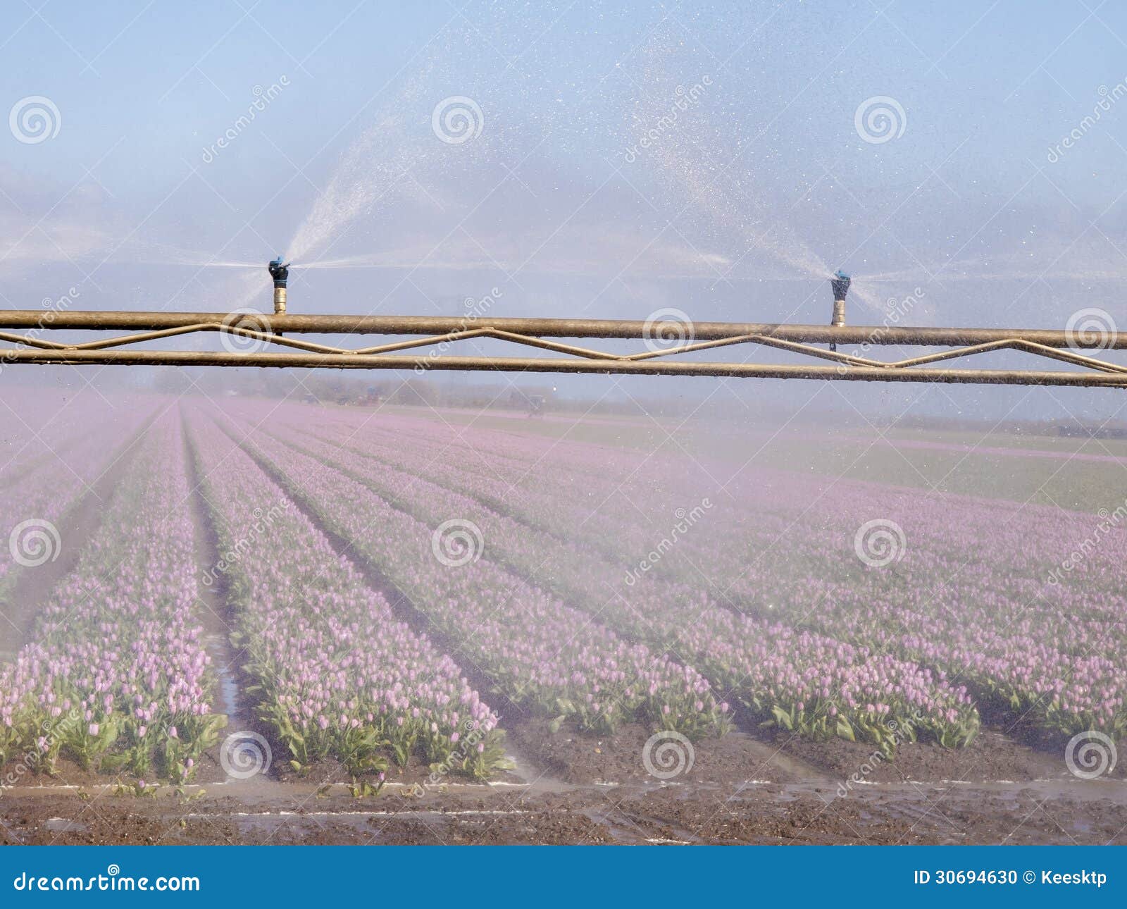 Spray Machine Over a Tulip Field Stock Photo - Image of growing ...