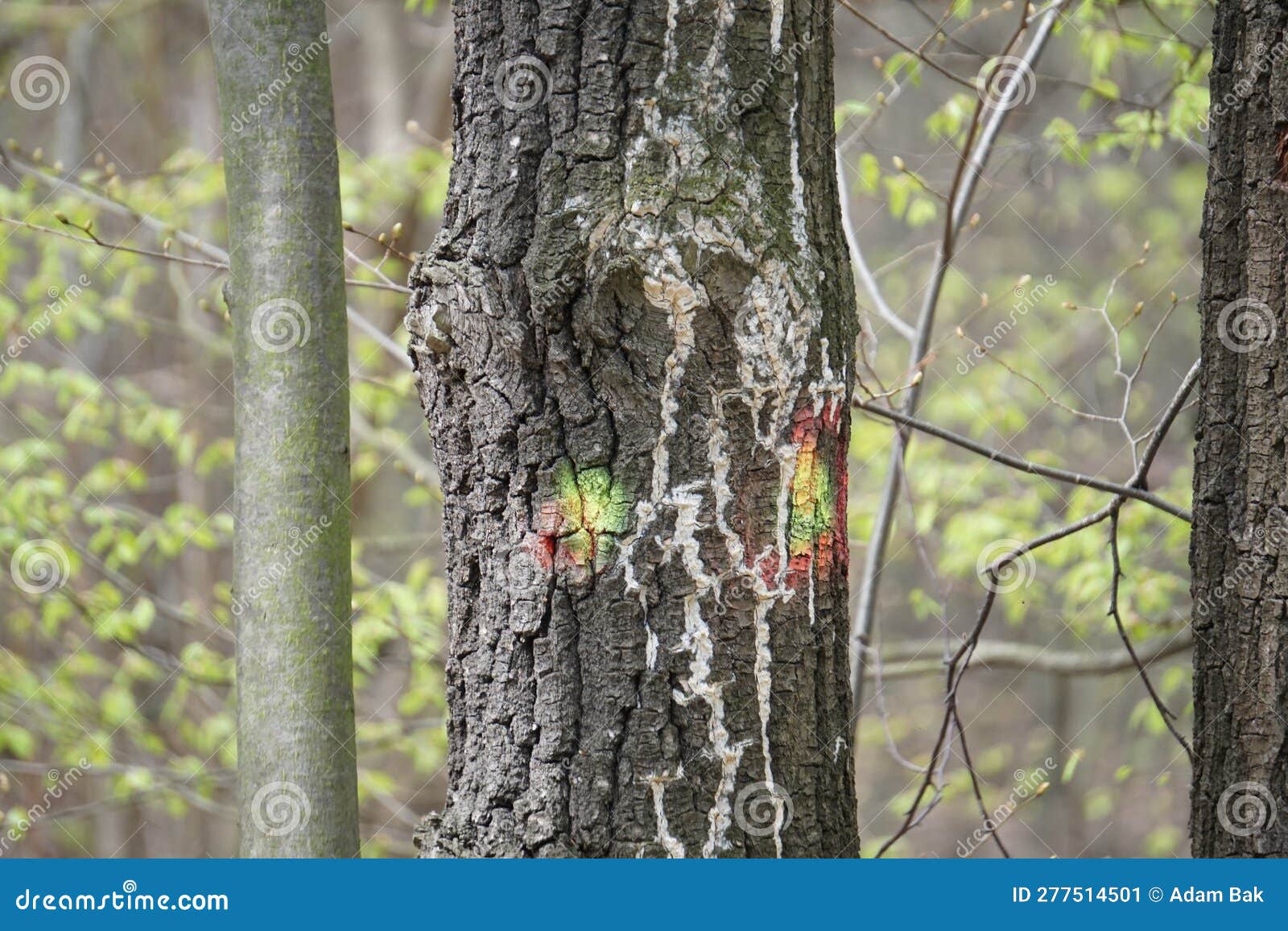 Spray marked tree stock image. Image of tree, woodland - 277514501