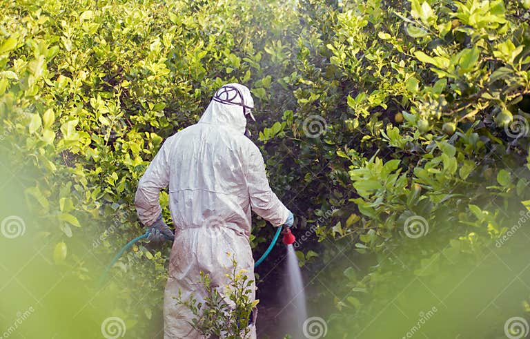 Spray Pesticides Pesticide On Fruit Lemon In Growing Agricultural