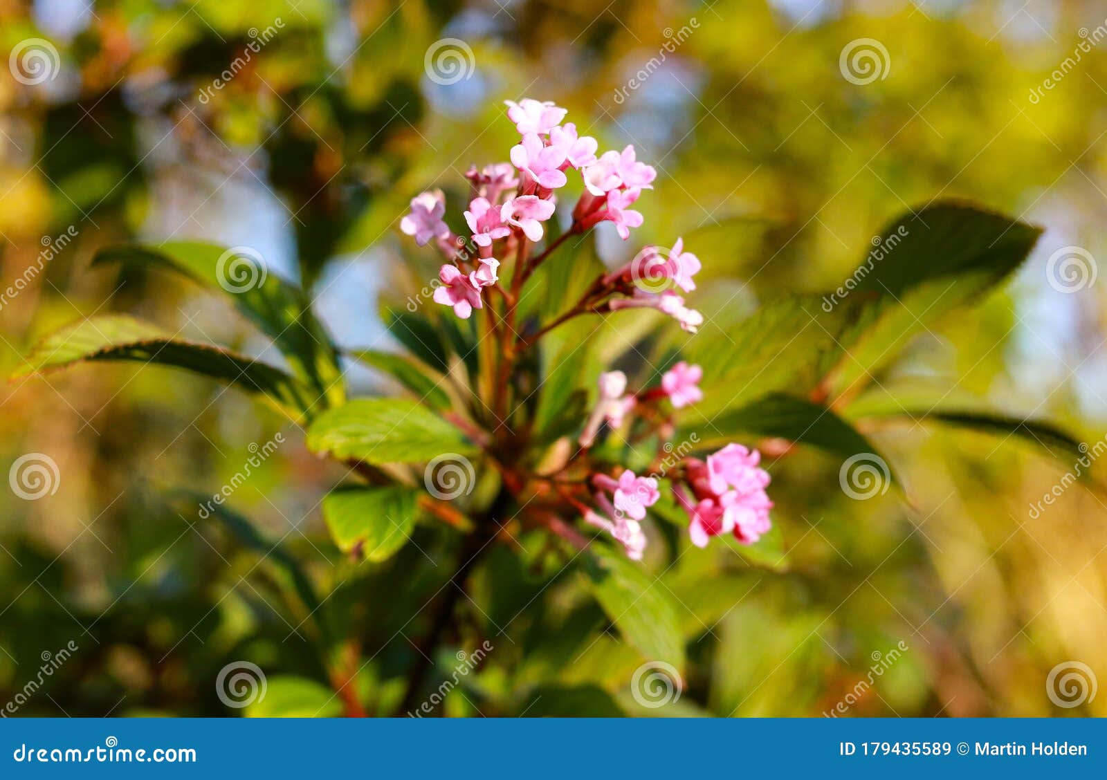 Spray of pink flowers stock image. Image of woodland - 179435589