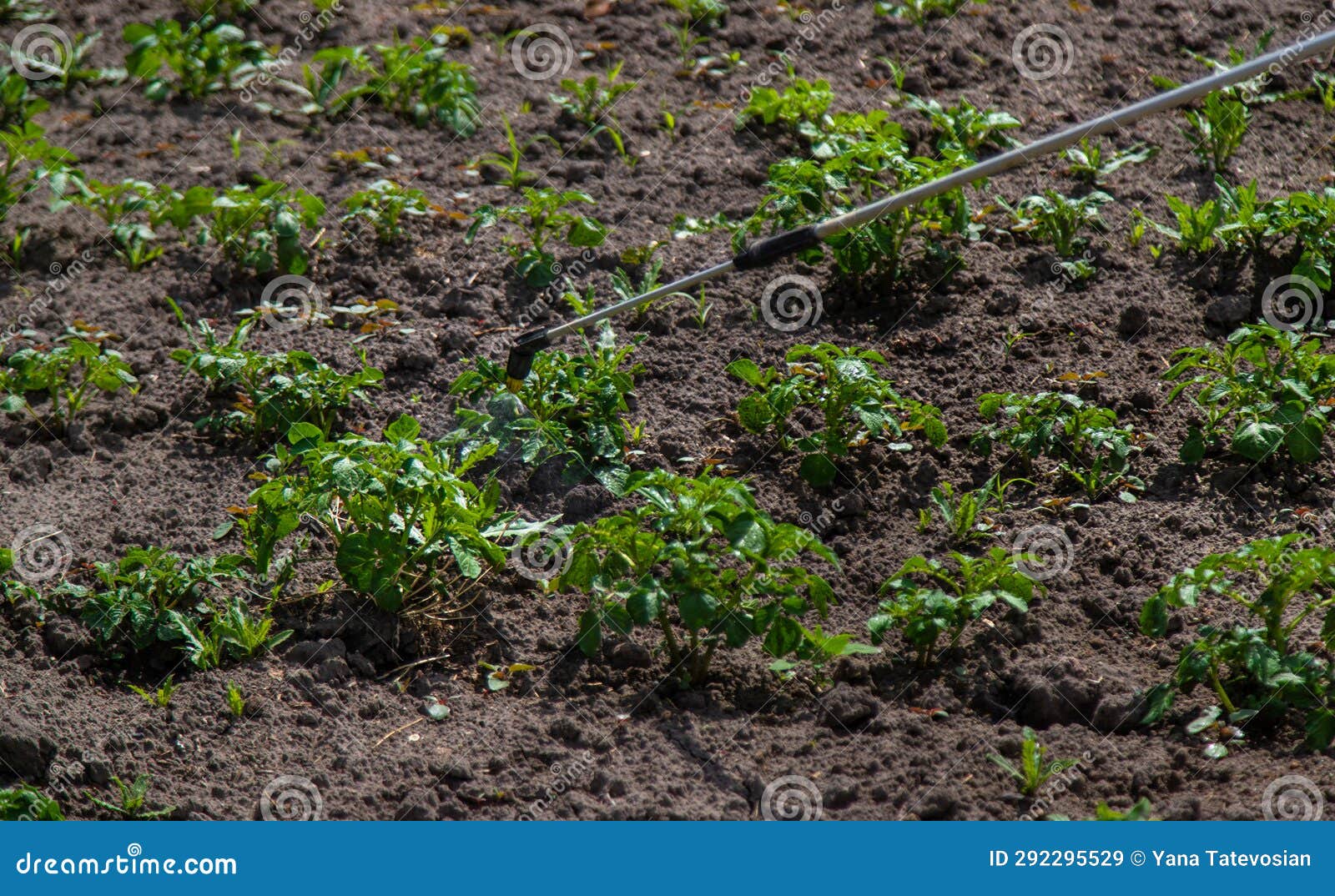 Spray Potatoes for Pests. Selective Focus Stock Image - Image of spray ...