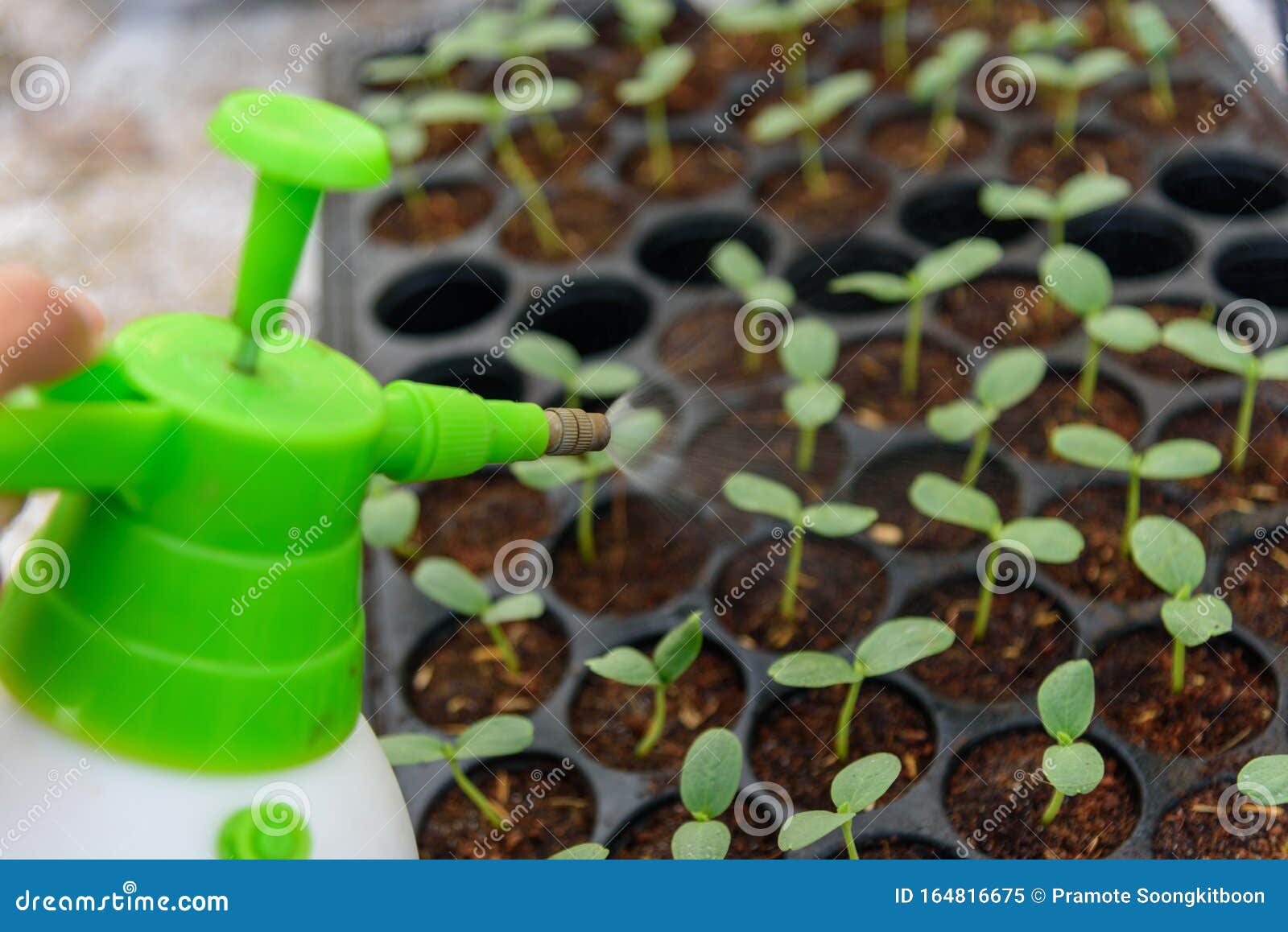 Spray the water to sapling stock image. Image of farmer - 164816675