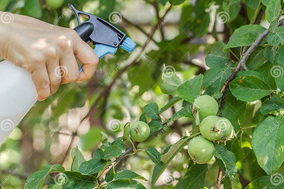 Spraying Apple Trees from Pests Stock Photo - Image of equipment ...
