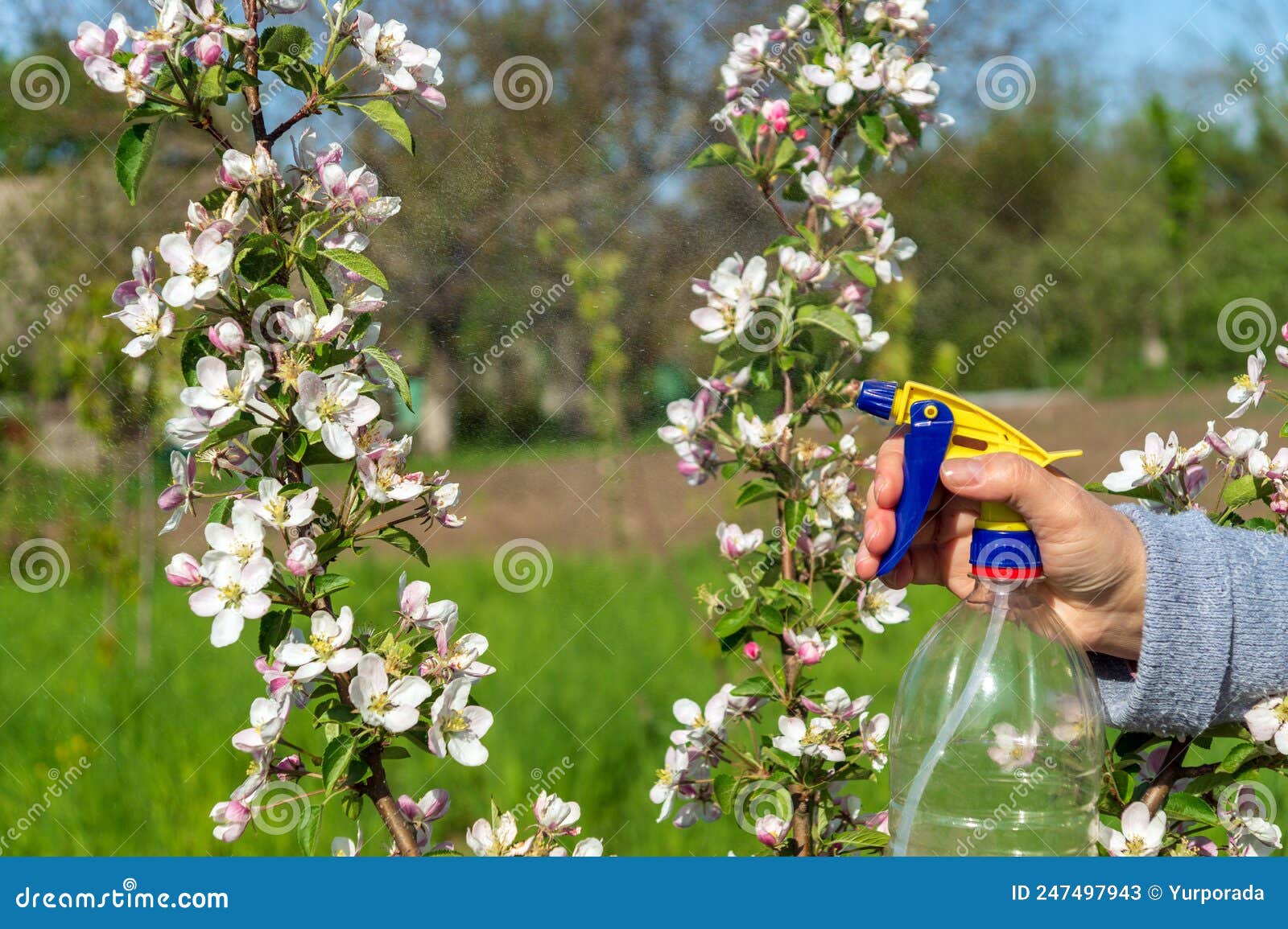 Spraying The Branches Of A Flowering Apple Tree In The Garden From