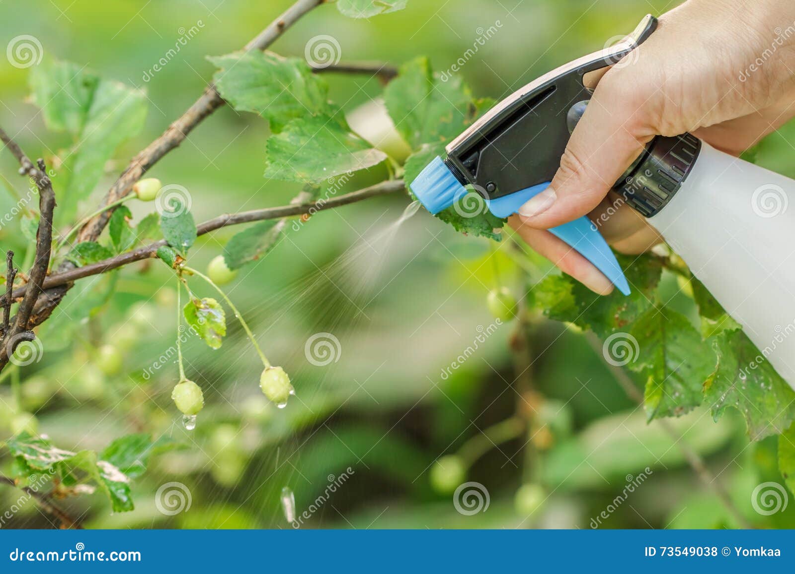 Spraying Cherry Wood from Pests Stock Photo - Image of pesticide, tree ...