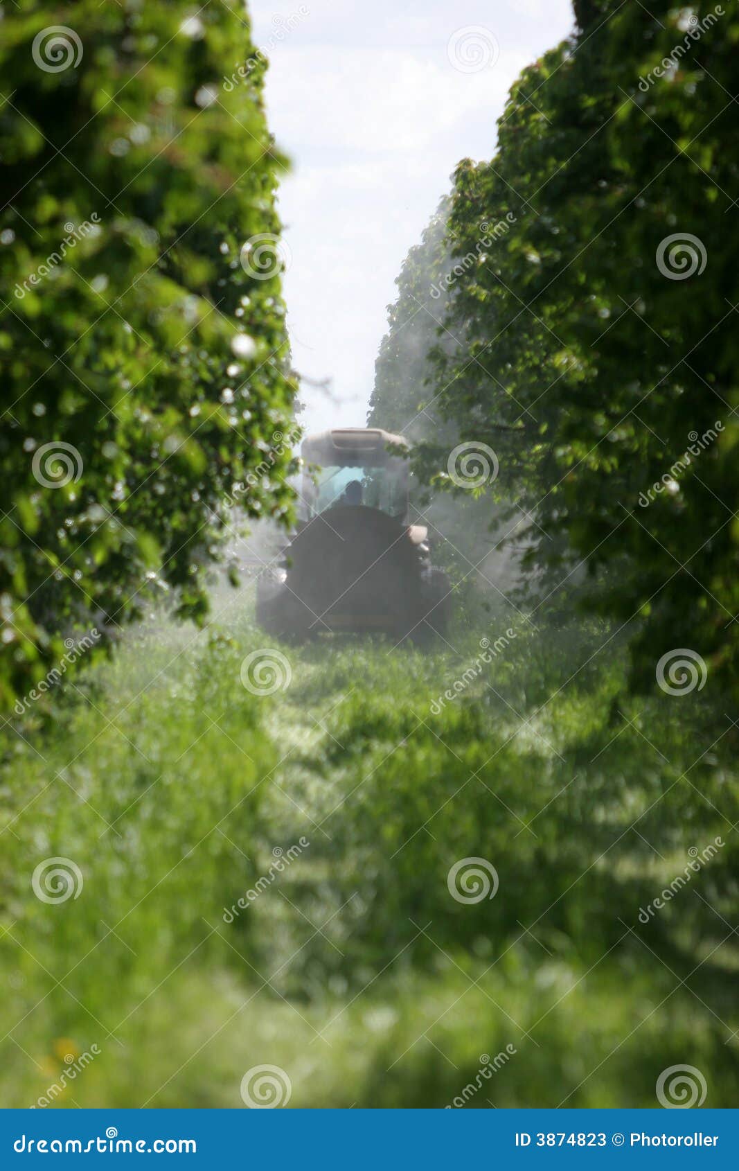 Spraying Cherrys stock image. Image of rows, leave, cherries - 3874823